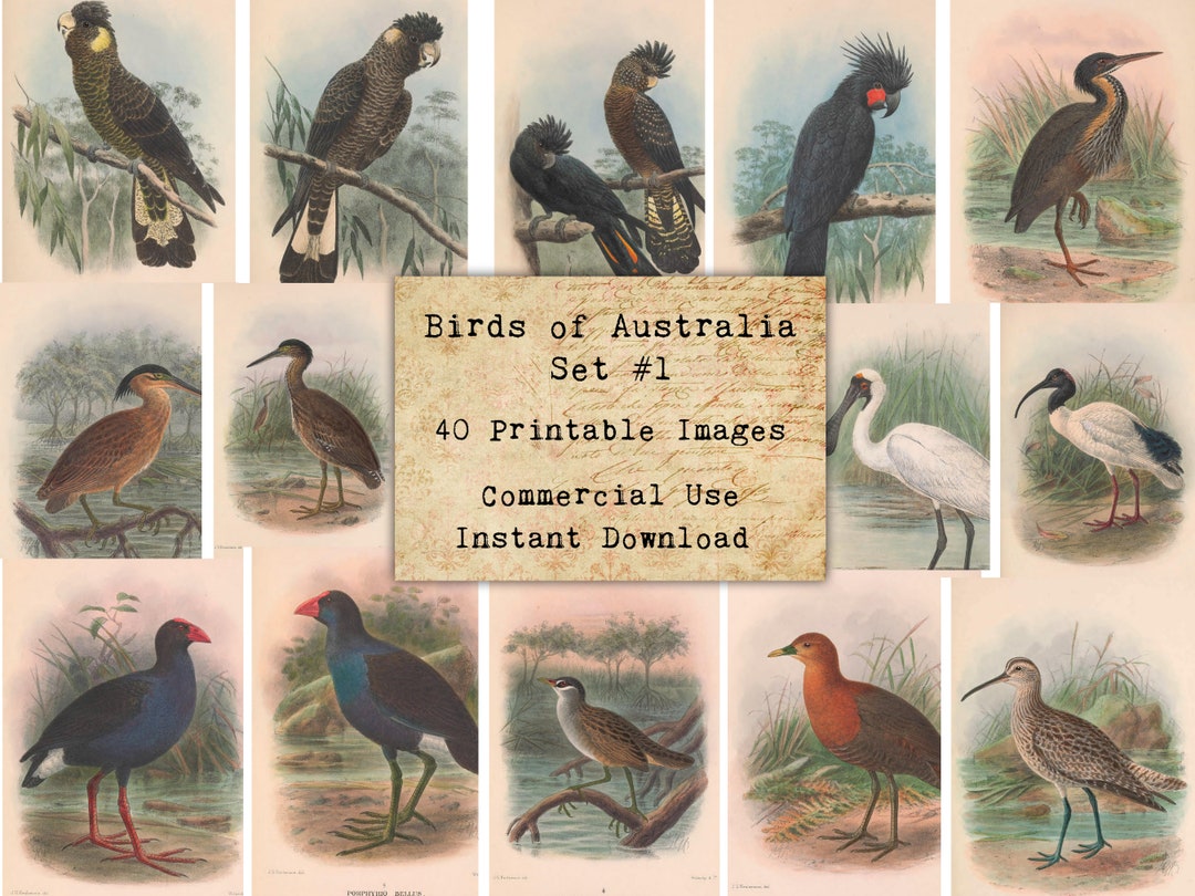 40 AUSTRALIAN BIRDS SET #1 - Digital Collage Sheets Birds, Vintage ...
