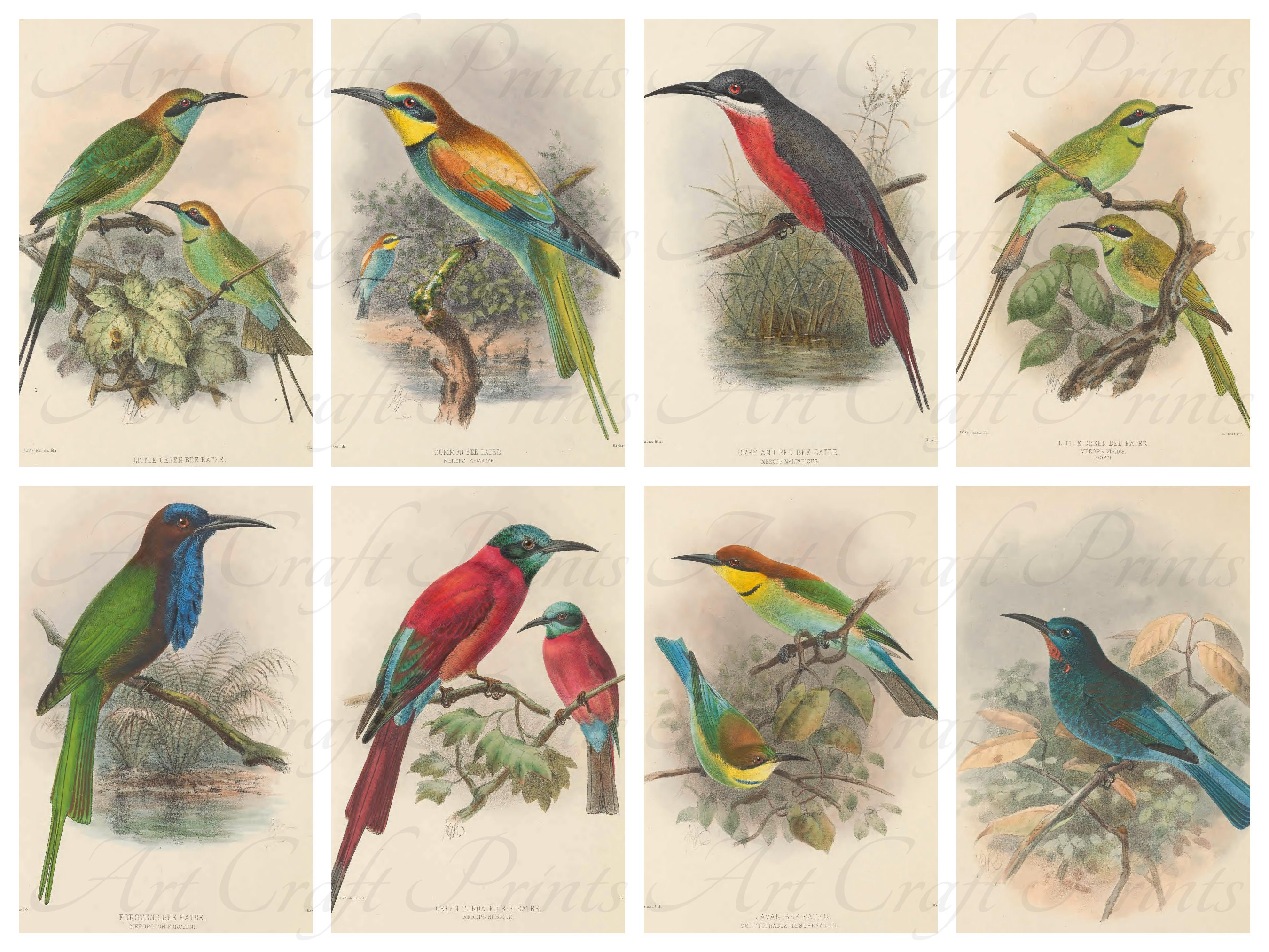 40 BEE-EATER BIRDS Set #1 - Digital Collage Sheets Birds, Vintage Cards ...