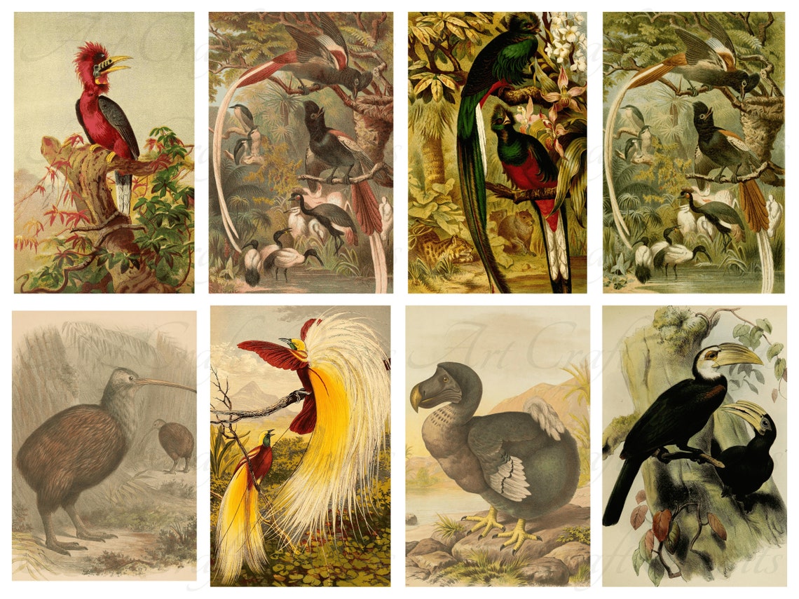 40 EXOTIC BIRDS SET 1 Digital Collage Sheets Birds Vintage | Etsy