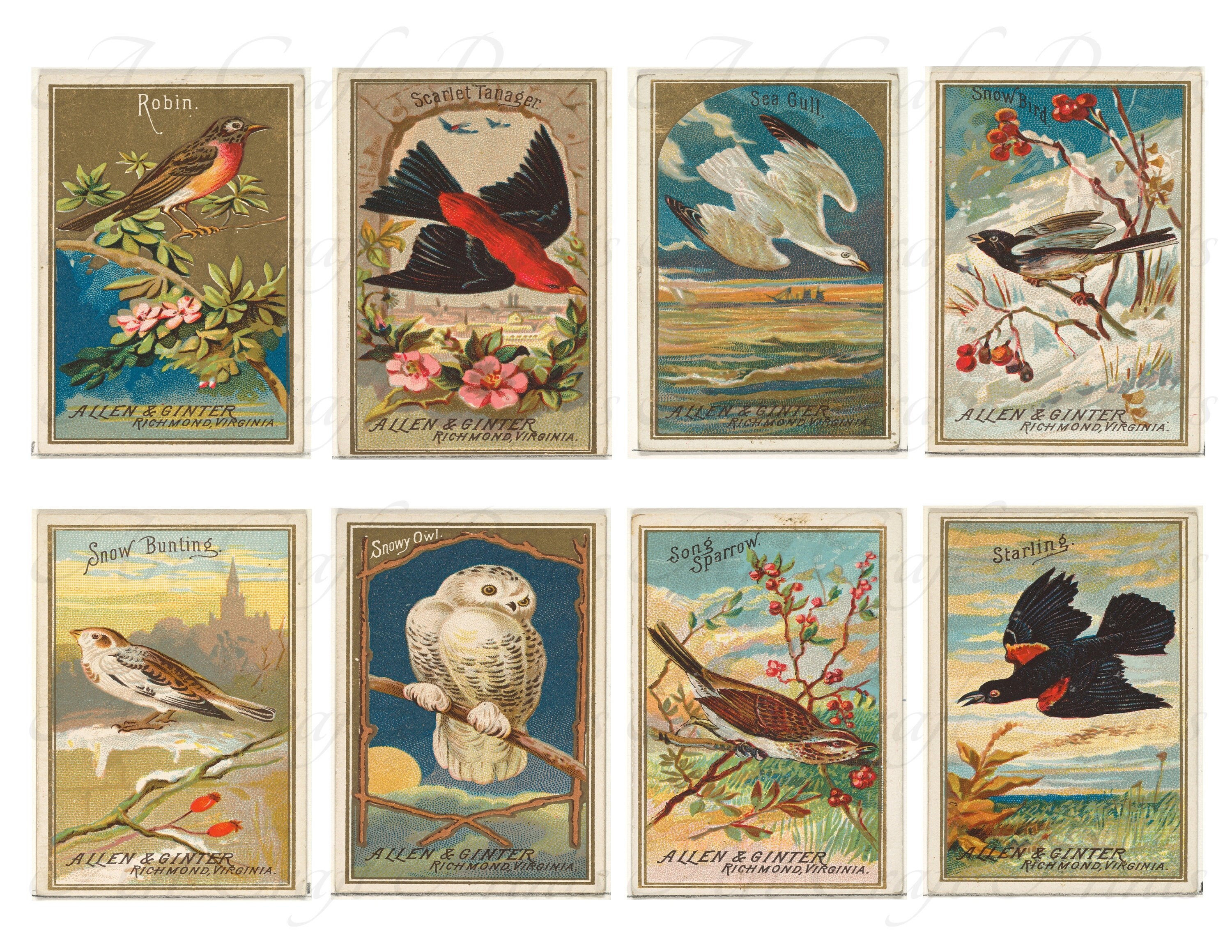40 AMERICAN BIRD Trading Cards - Digital Collage Sheets Birds, Vintage ...