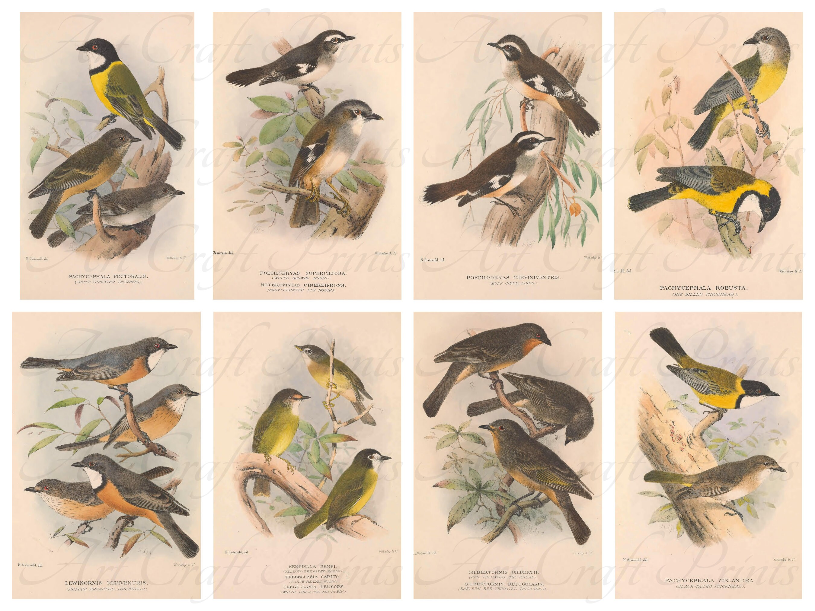 40 AUSTRALIAN BIRDS SET #2 - Digital Collage Sheets Birds, Vintage ...