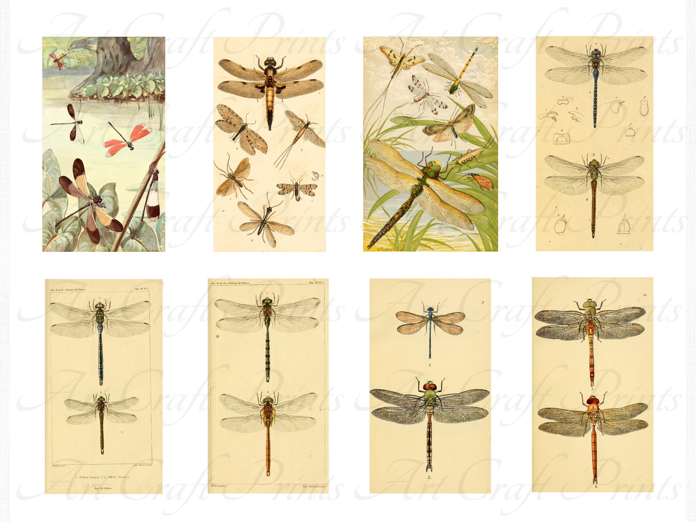 DRAGONFLIES Set 1 Digital Collage Sheet 40 ATC Cards - Etsy
