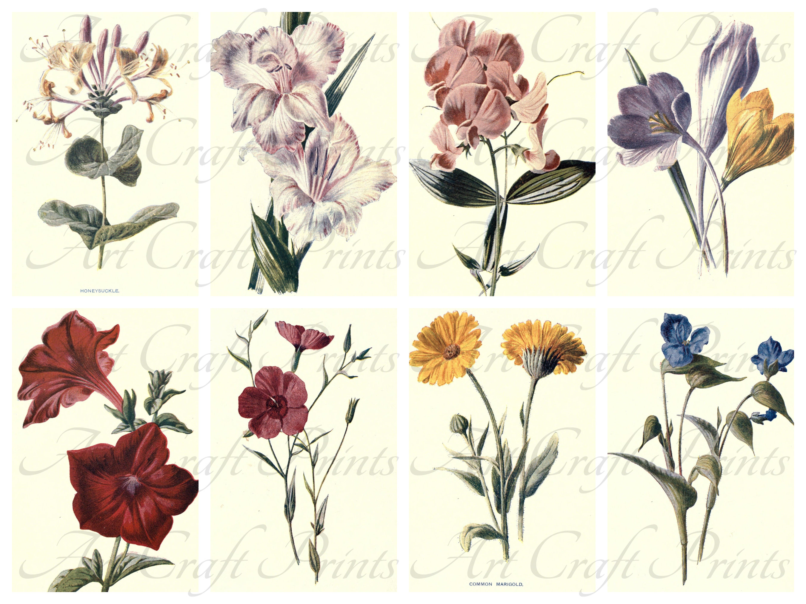 40 GARDEN FLOWERS SET #1 - Digital Collage Sheets Flowers, Vintage ...