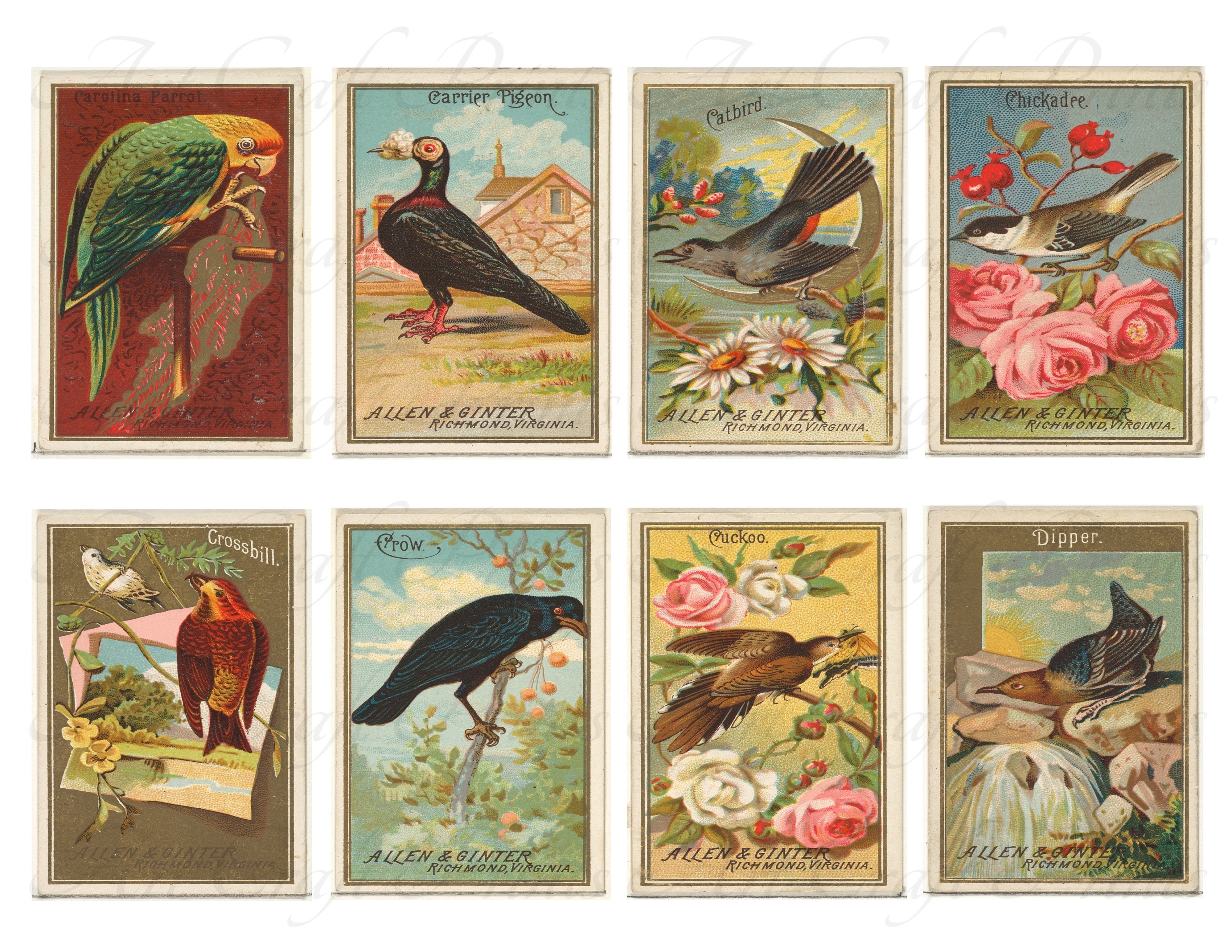 40 AMERICAN BIRD Trading Cards - Digital Collage Sheets Birds, Vintage ...