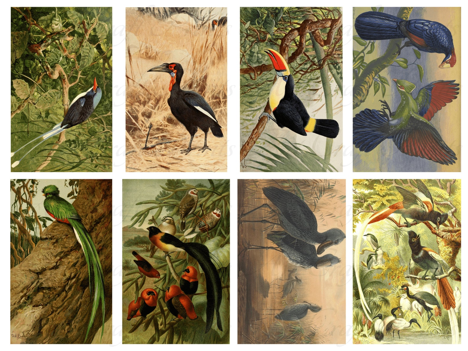 40 EXOTIC BIRDS SET #1 - Digital Collage Sheets Birds, Vintage Cards ...