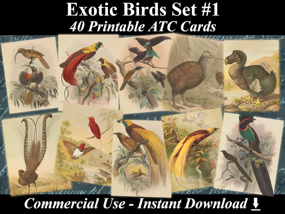 40 EXOTIC BIRDS SET #1 - Digital Collage Sheets Birds, Vintage Cards ...