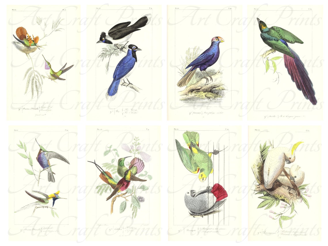 40 AVES EXÓTICAS SET 3 Hojas de collage digitales Aves, Tarjetas ...