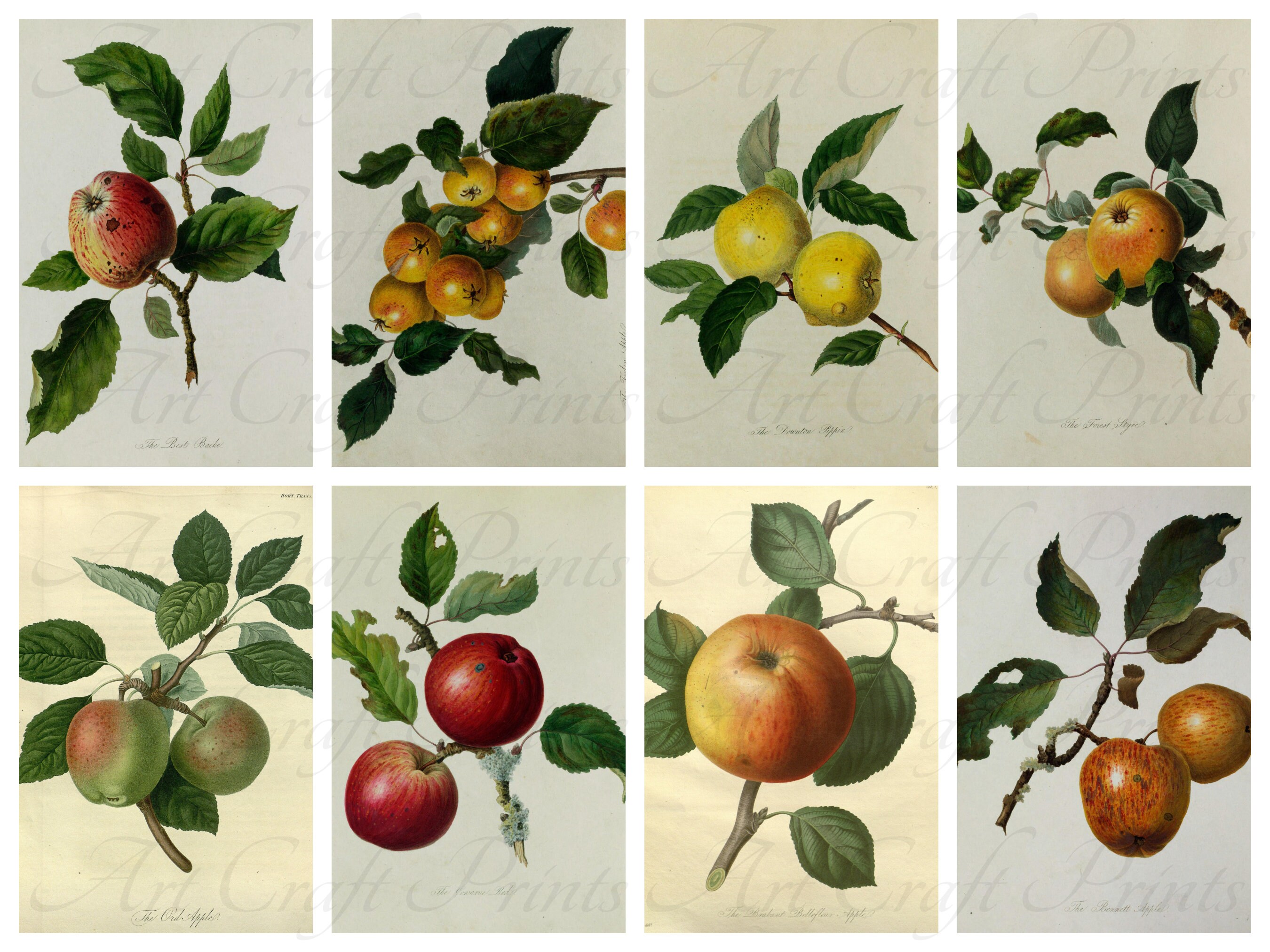 40 APPLE FRUIT SET #1 - Digital Collage Sheets Apples, Vintage Cards ...