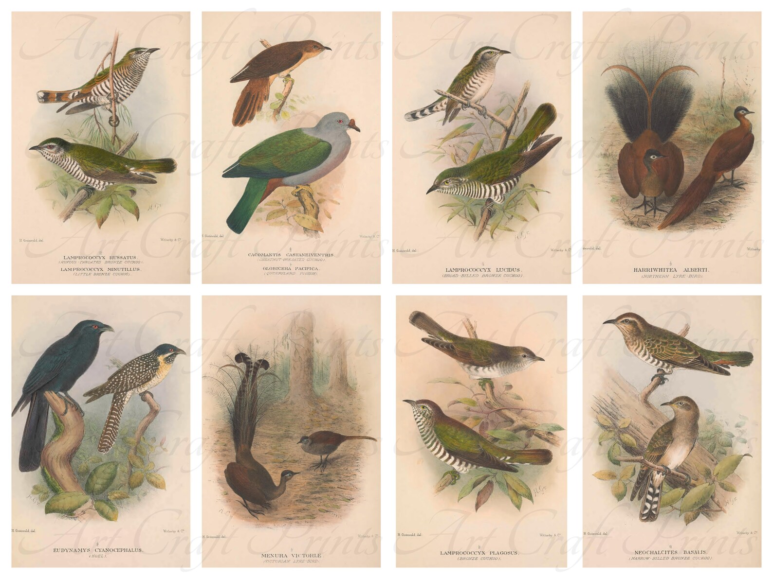 40 AUSTRALIAN BIRDS SET #2 - Digital Collage Sheets Birds, Vintage ...