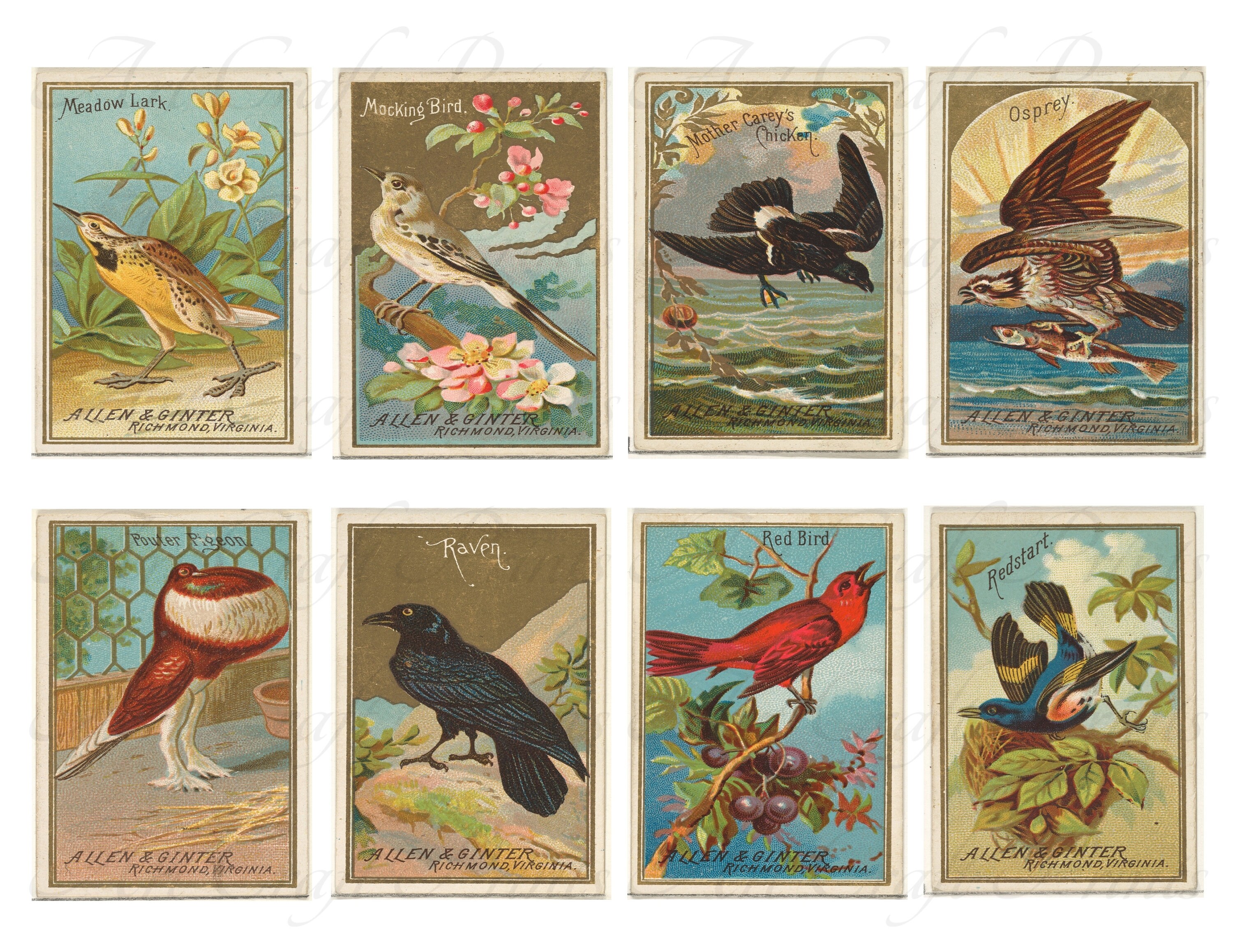 40 AMERICAN BIRD Trading Cards - Digital Collage Sheets Birds, Vintage ...