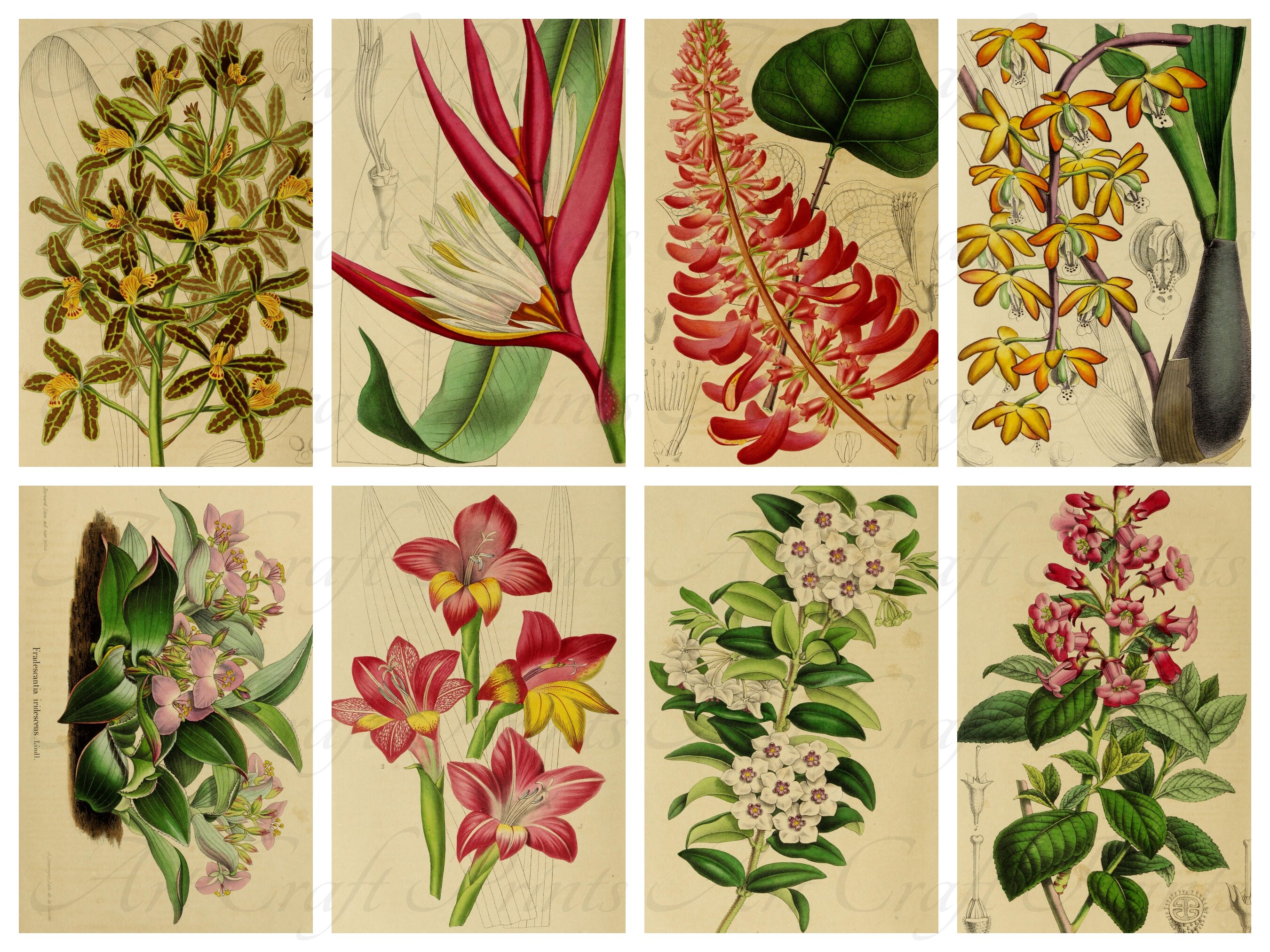 40 ADORABLES FLORES #6 - Hojas de Collage Digital Flores, Tarjetas ...