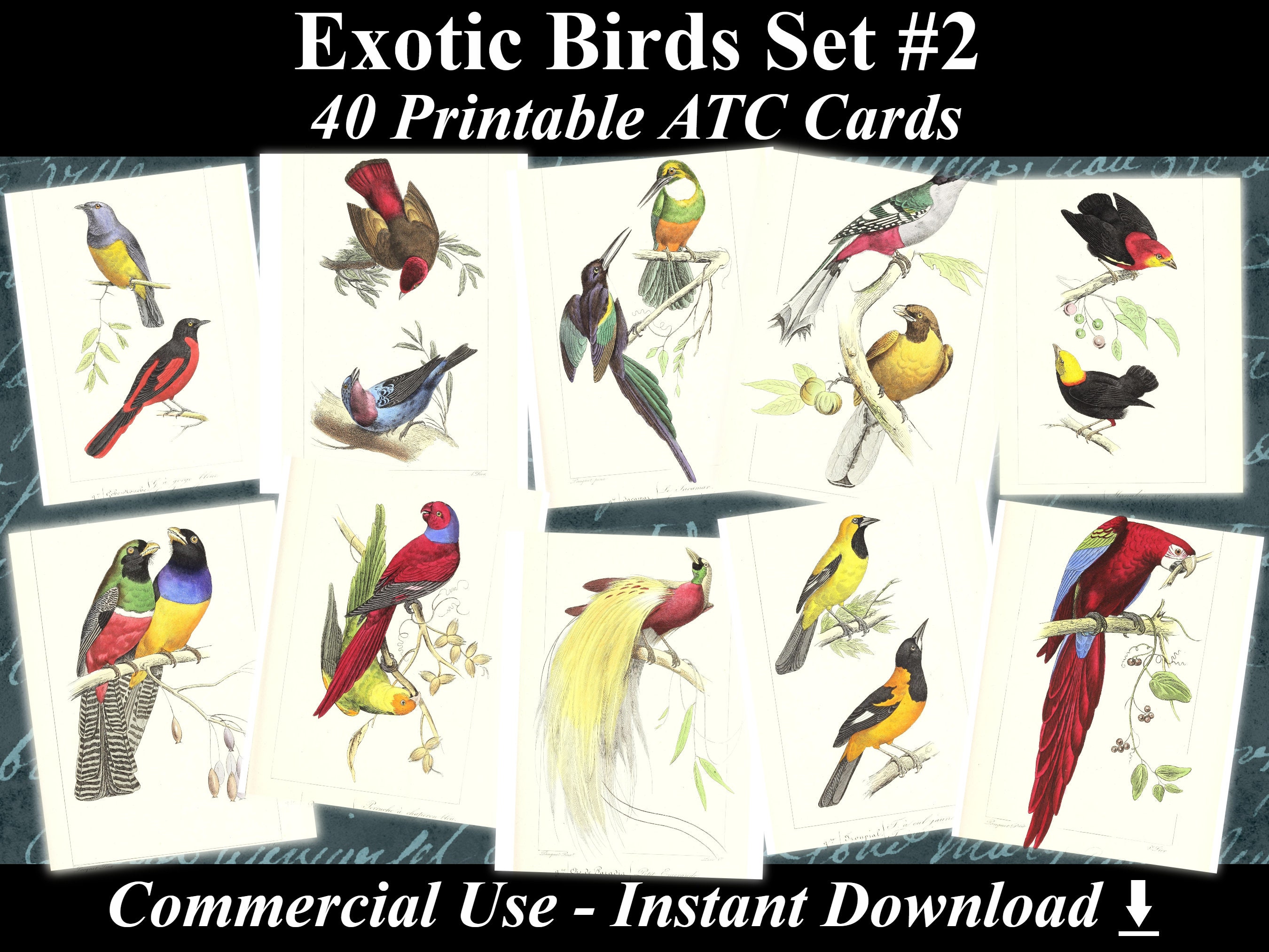 40 AVES EXÓTICAS SET 2 Hojas de collage digitales aves, tarjetas ...