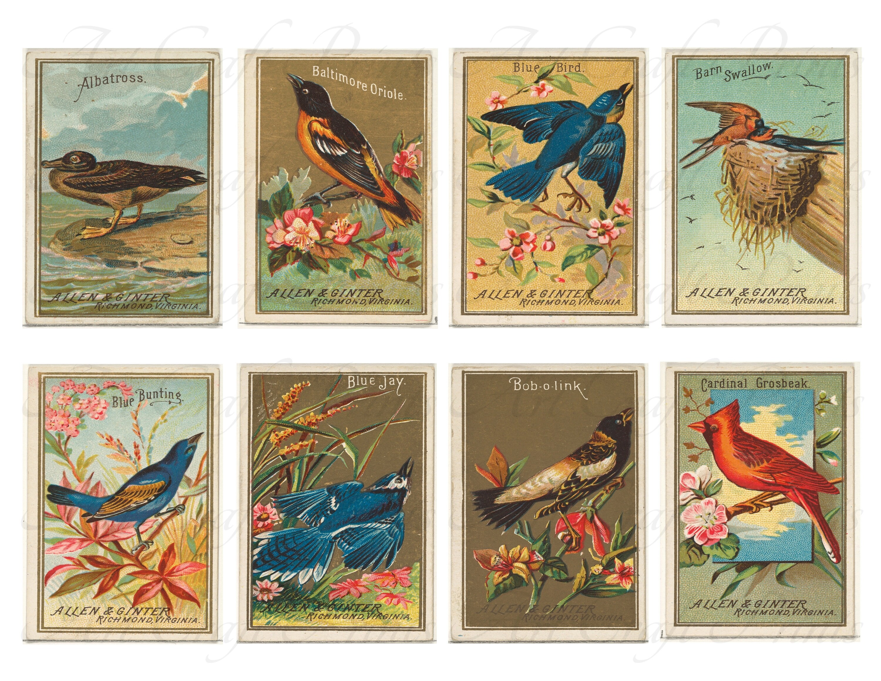 40 AMERICAN BIRD Trading Cards - Digital Collage Sheets Birds, Vintage ...