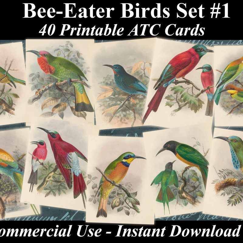 Bee Eater - Etsy