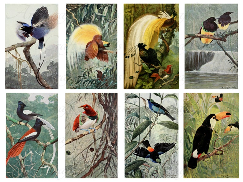 40 EXOTIC BIRDS SET #1 - Digital Collage Sheets Birds, Vintage Cards ...