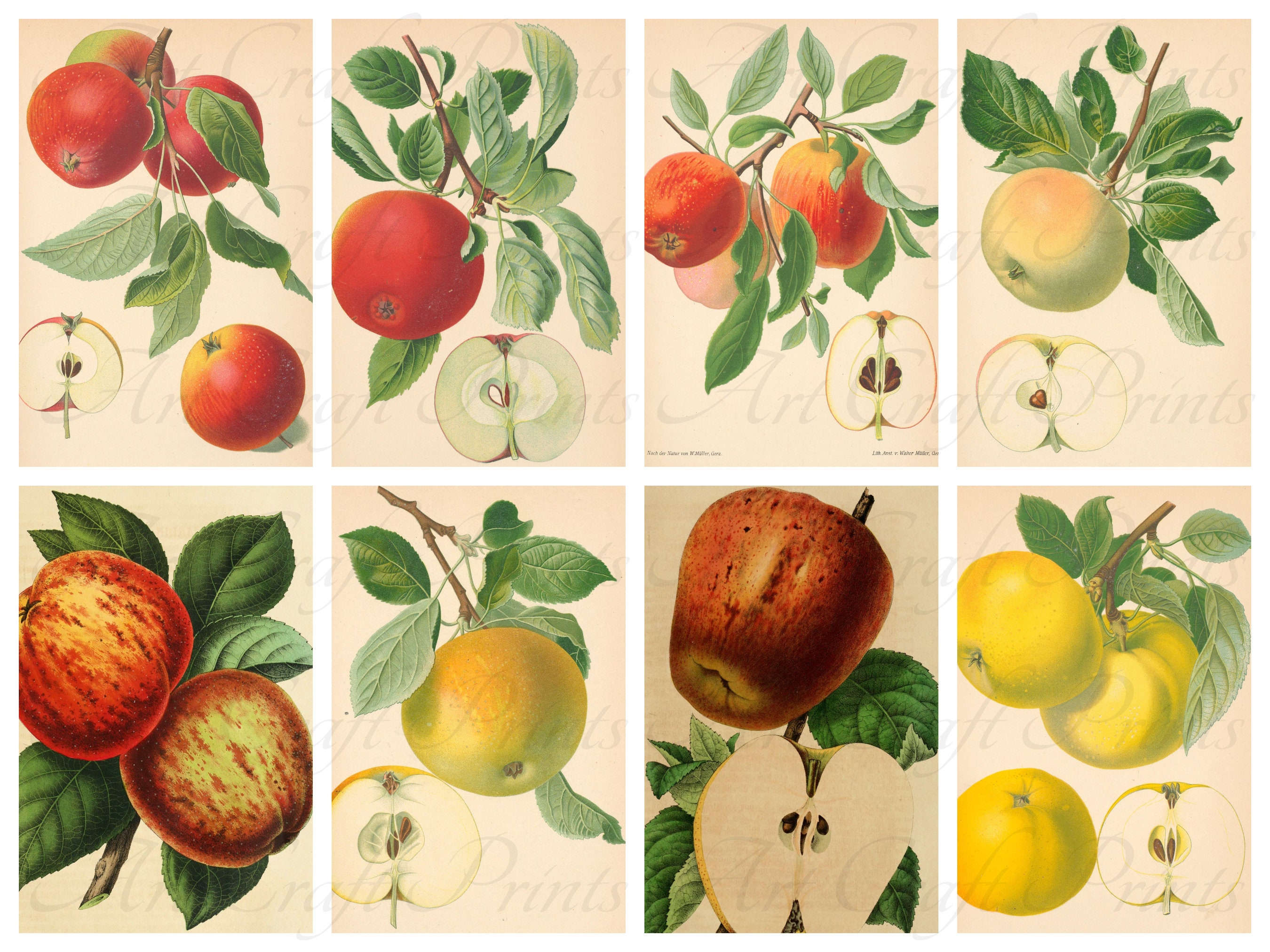 40 APPLE FRUIT SET #1 - Digital Collage Sheets Apples, Vintage Cards ...