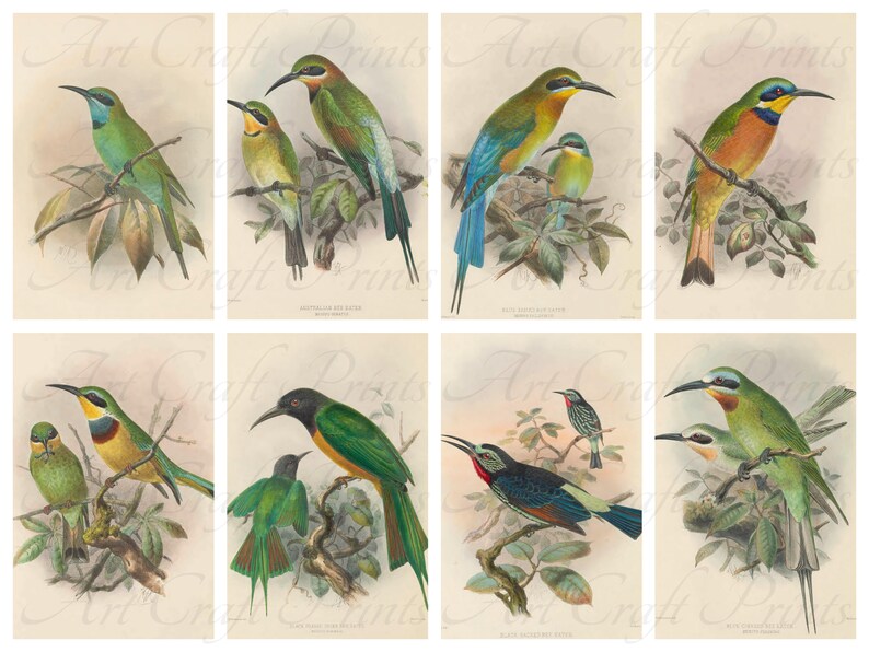 40 BEE-EATER BIRDS Set #1 - Digital Collage Sheets Birds, Vintage Cards ...