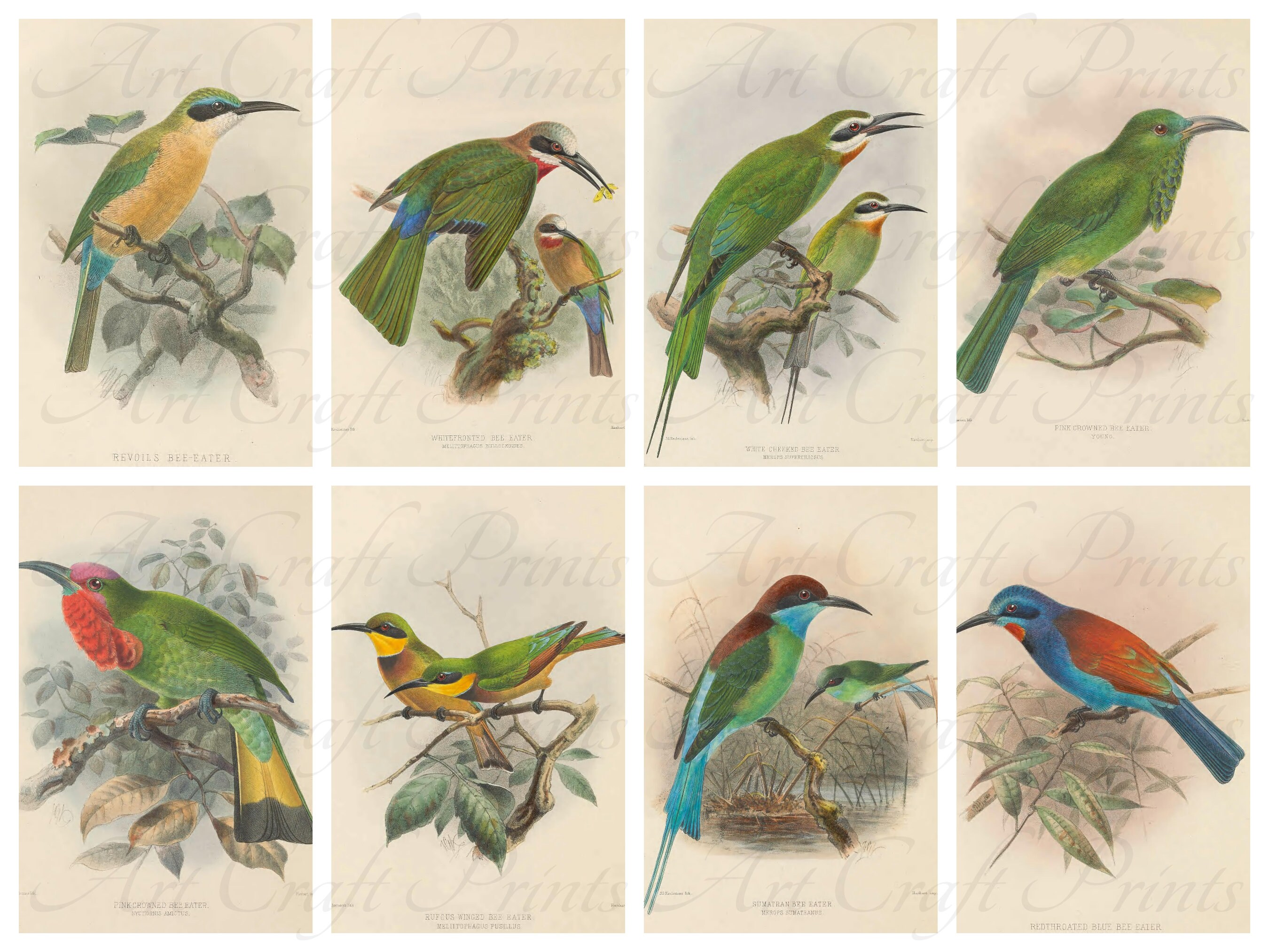 40 BEE-EATER BIRDS Set #1 - Digital Collage Sheets Birds, Vintage Cards ...
