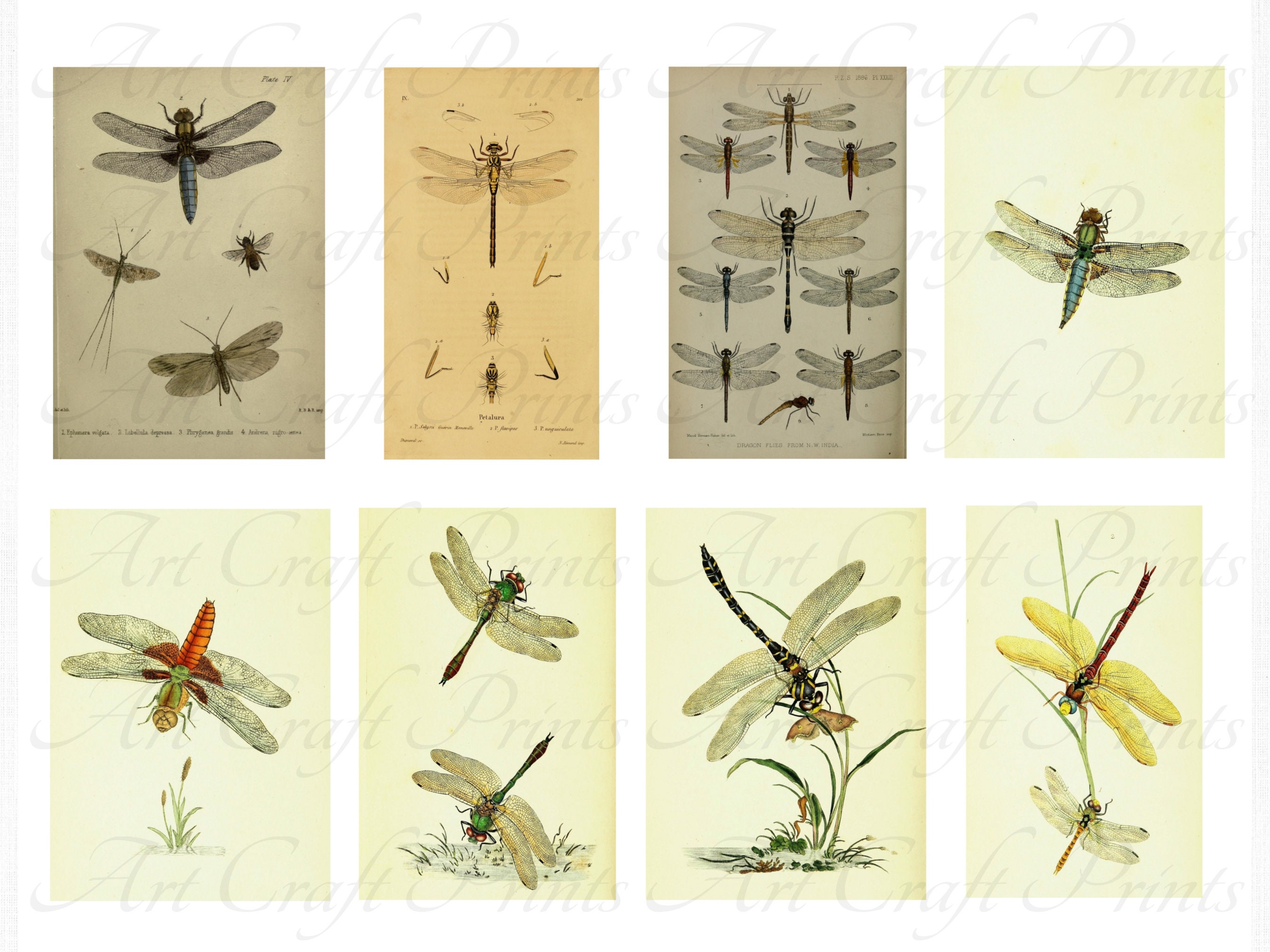 DRAGONFLIES Set 1 Digital Collage Sheet 40 ATC Cards - Etsy