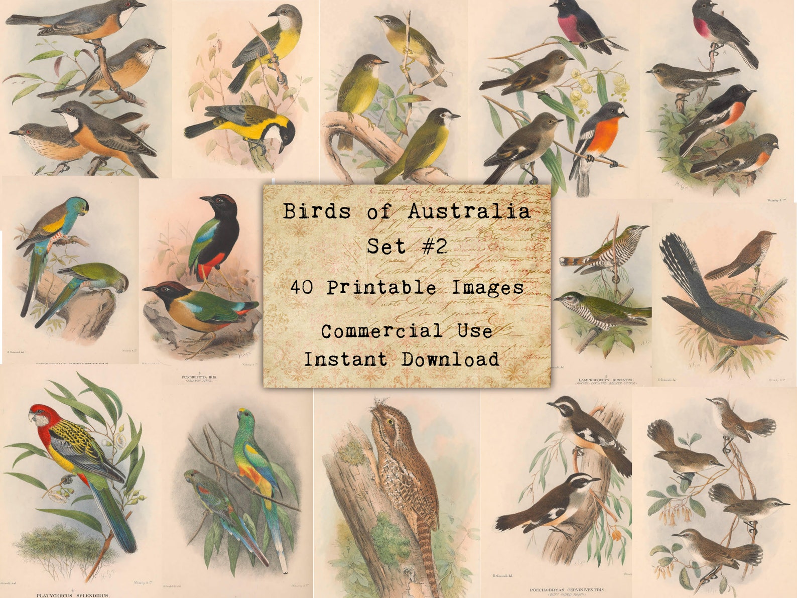 40 AUSTRALIAN BIRDS SET #2 - Digital Collage Sheets Birds, Vintage ...