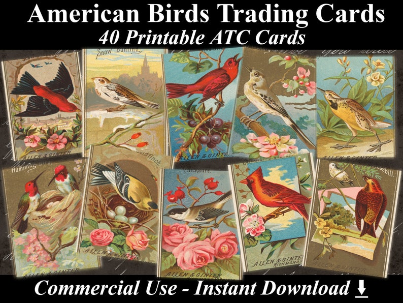 40 AMERICAN BIRD Trading Cards - Digital Collage Sheets Birds, Vintage ...