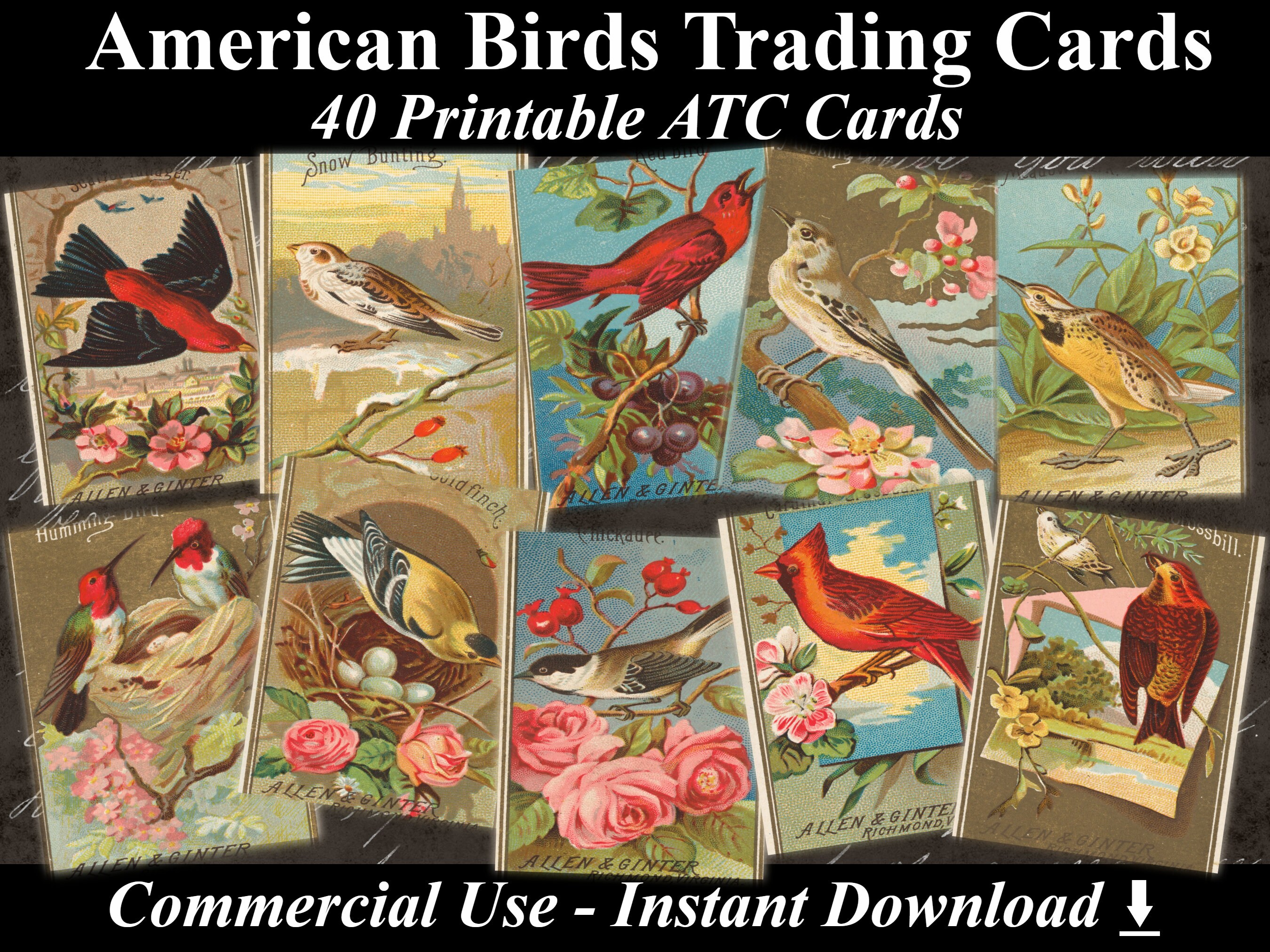 40 AMERICAN BIRD Trading Cards - Digital Collage Sheets Birds, Vintage ...