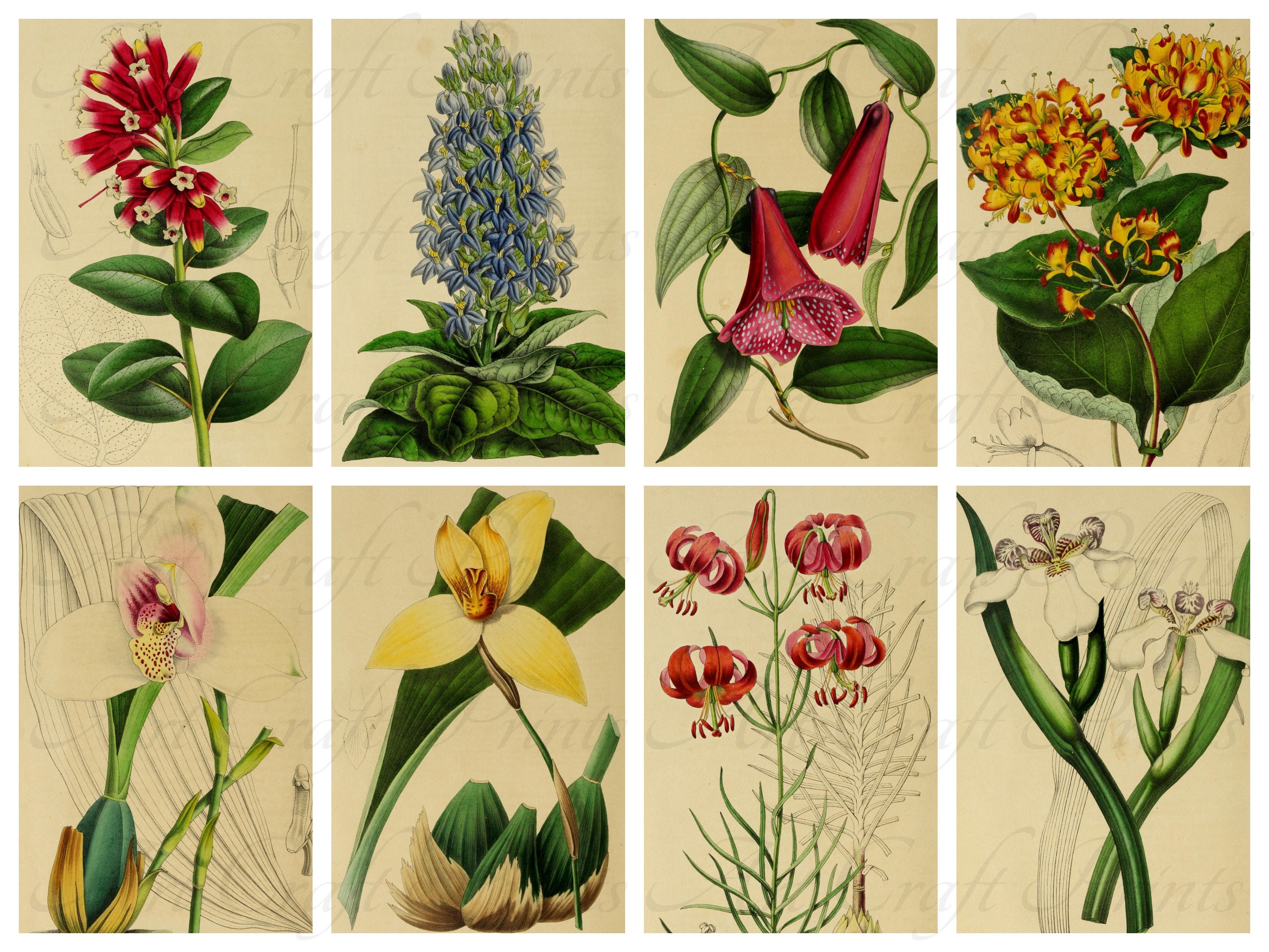 40 ADORABLES FLORES #6 - Hojas de Collage Digital Flores, Tarjetas ...