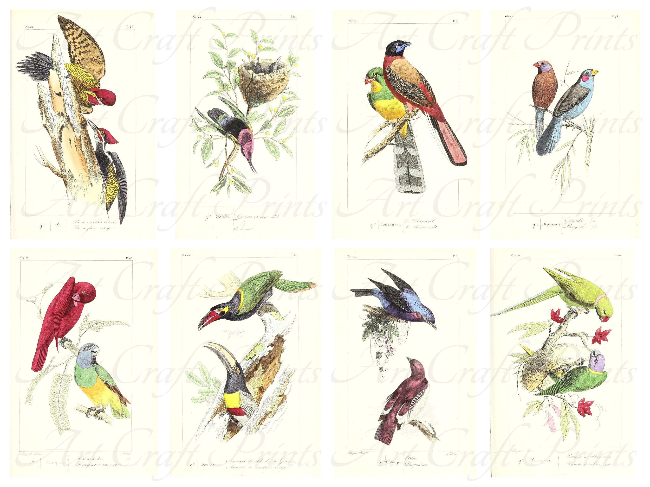 40 AVES EXÓTICAS SET 3 Hojas de collage digitales Aves, Tarjetas ...