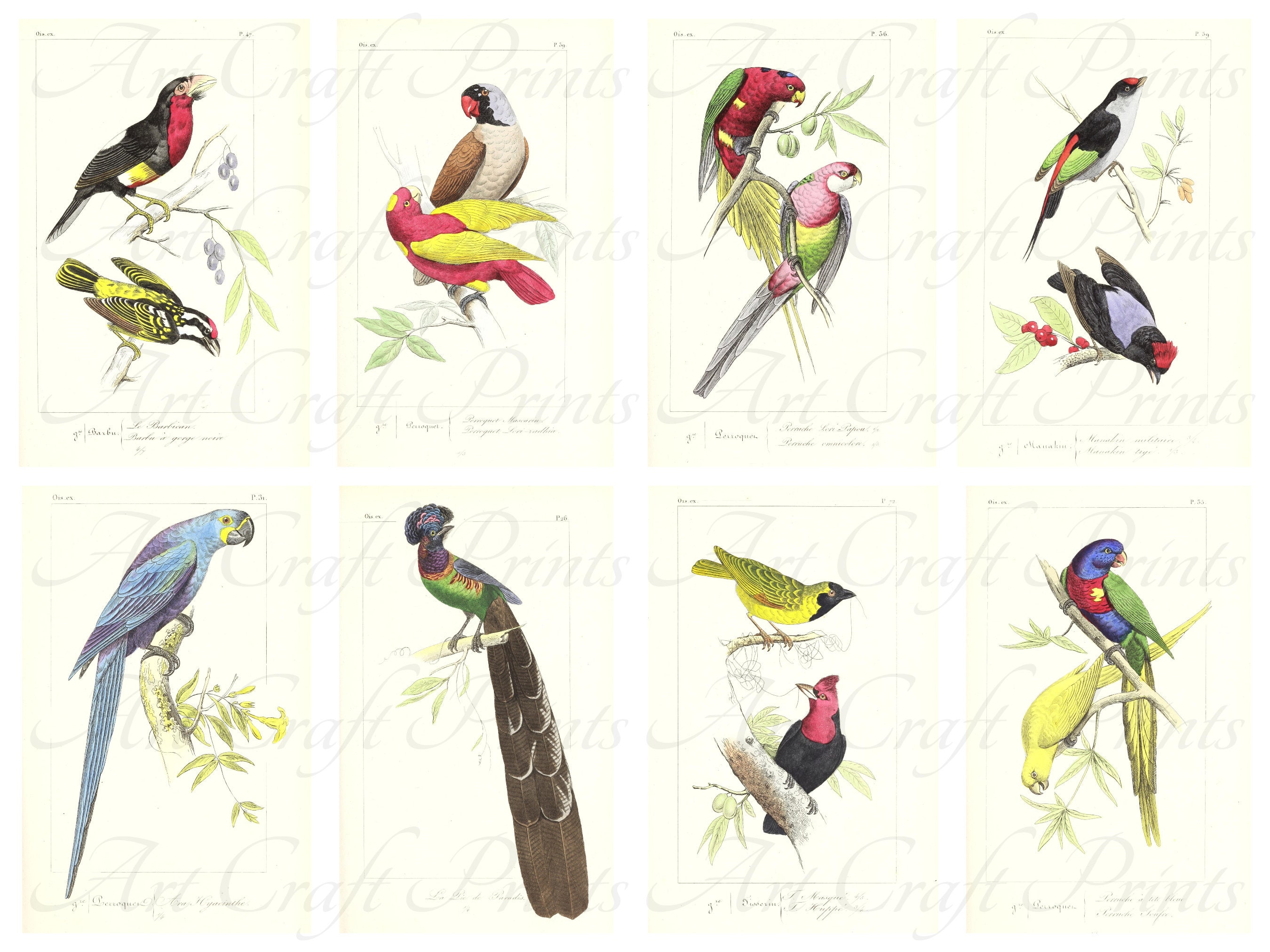 40 AVES EXÓTICAS SET 3 Hojas de collage digitales Aves, Tarjetas ...