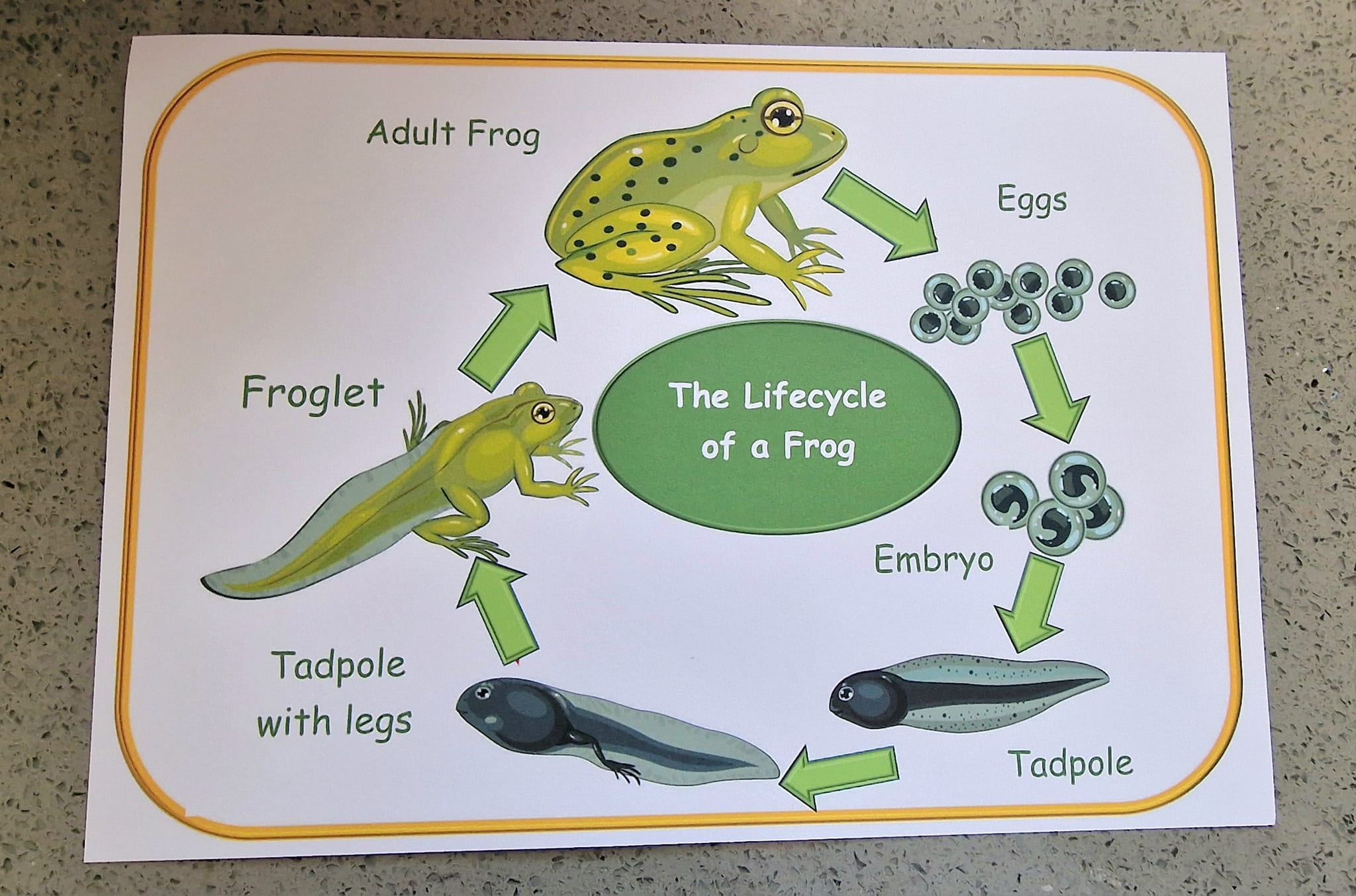 Outdoor Weatherproof Sign - Lifecycle of a Frog - Eyfs- School-nursery ...