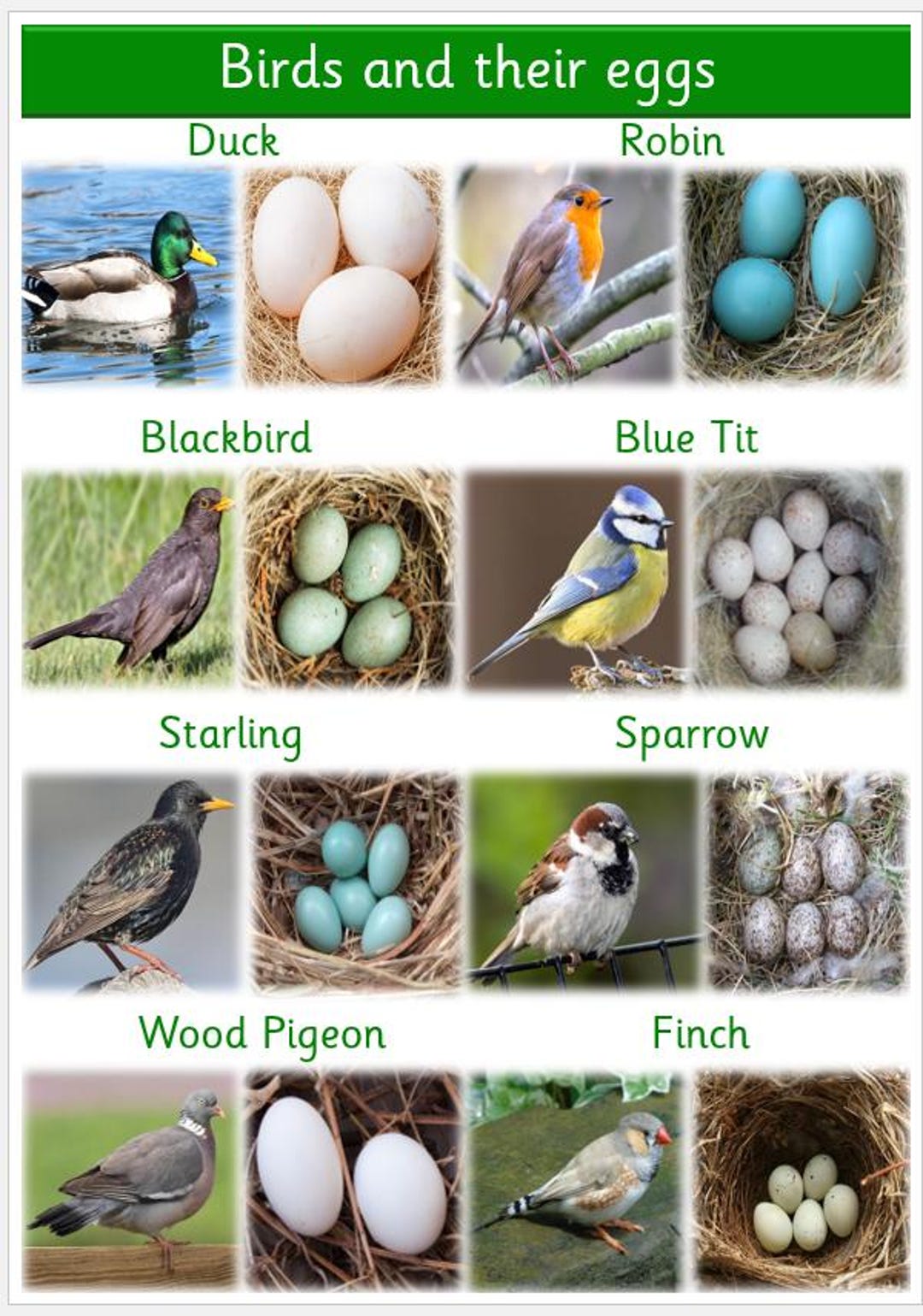 Outdoor Weatherproof Sign - Birds and Their Eggs - Eyfs - Nursery ...