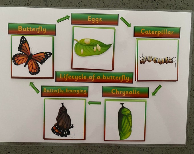 The Hungry Caterpillar Days of the Week - Cards- Laminated- Topic ...