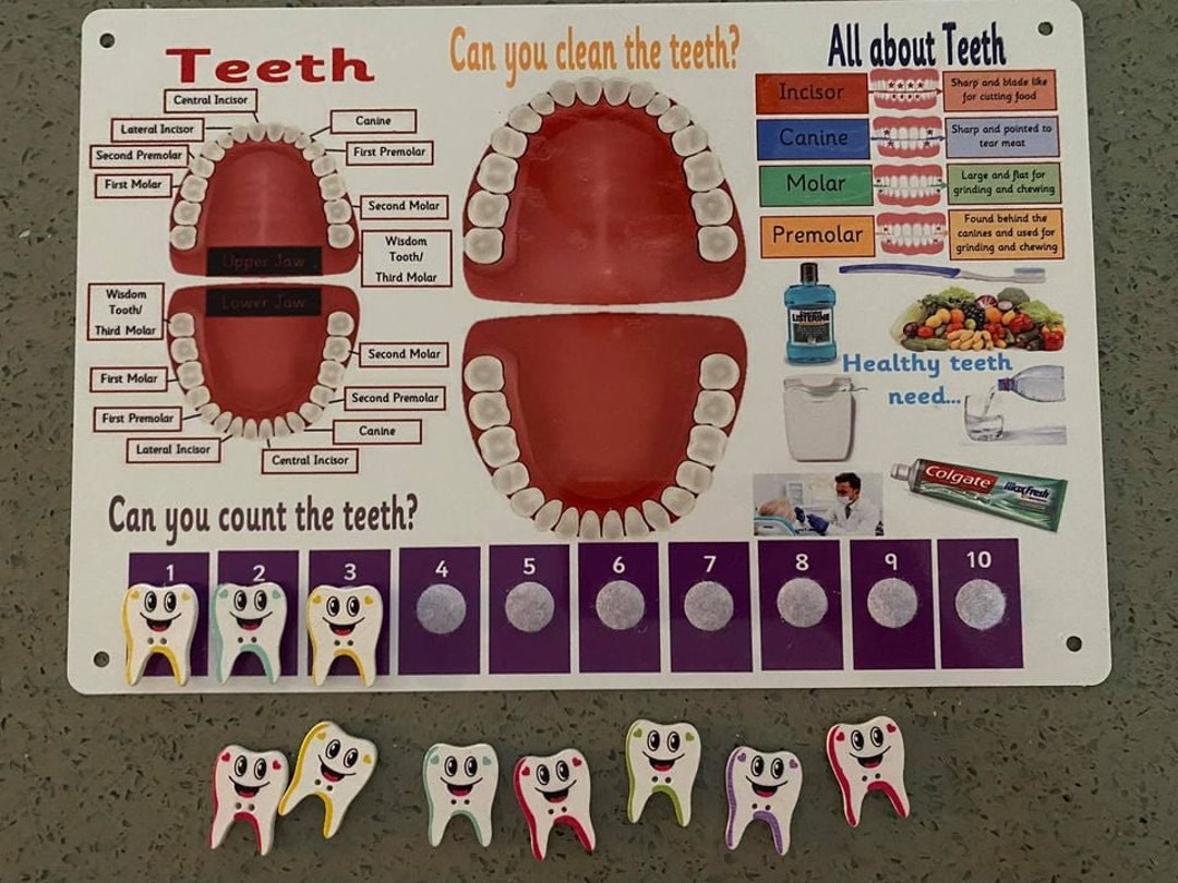 All About Teeth - Made From Metal - Interactive- Lots to Learn - New ...