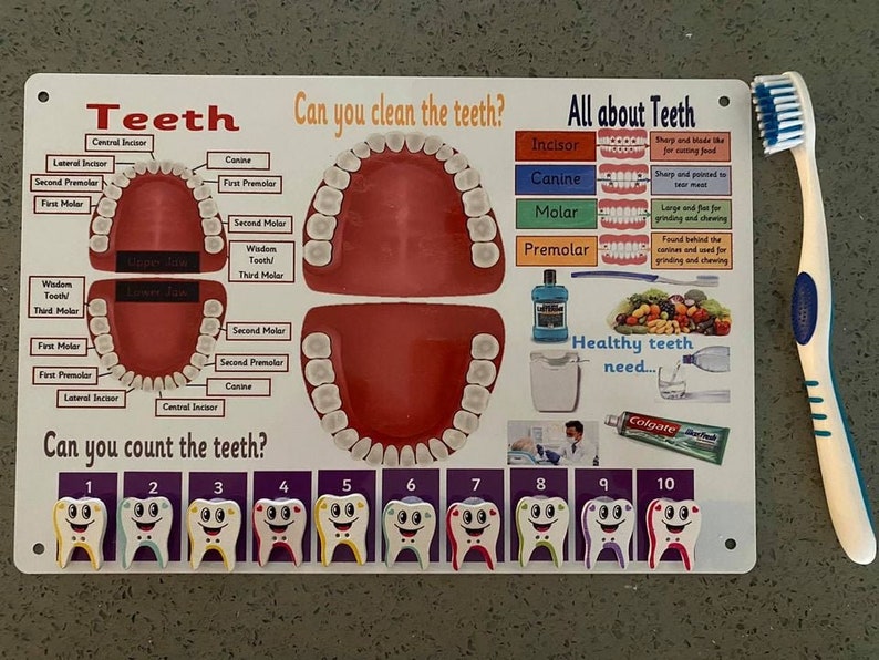 All About Teeth - Made From Metal - Interactive- Lots to Learn - New ...