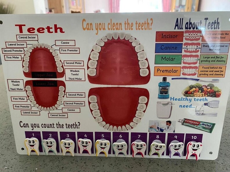 All About Teeth - Made From Metal - Interactive- Lots to Learn - New ...