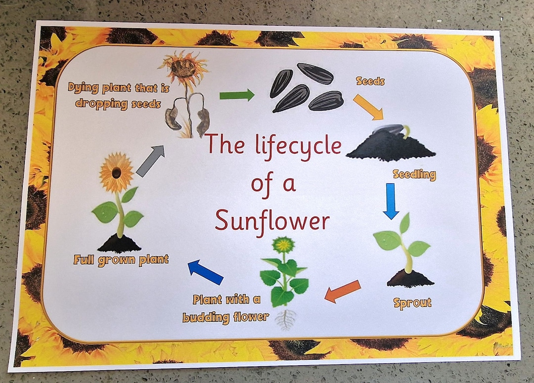 Outdoor Weatherproof Sign - Sunflower Lifecycle - Eyfs- School-nursery ...