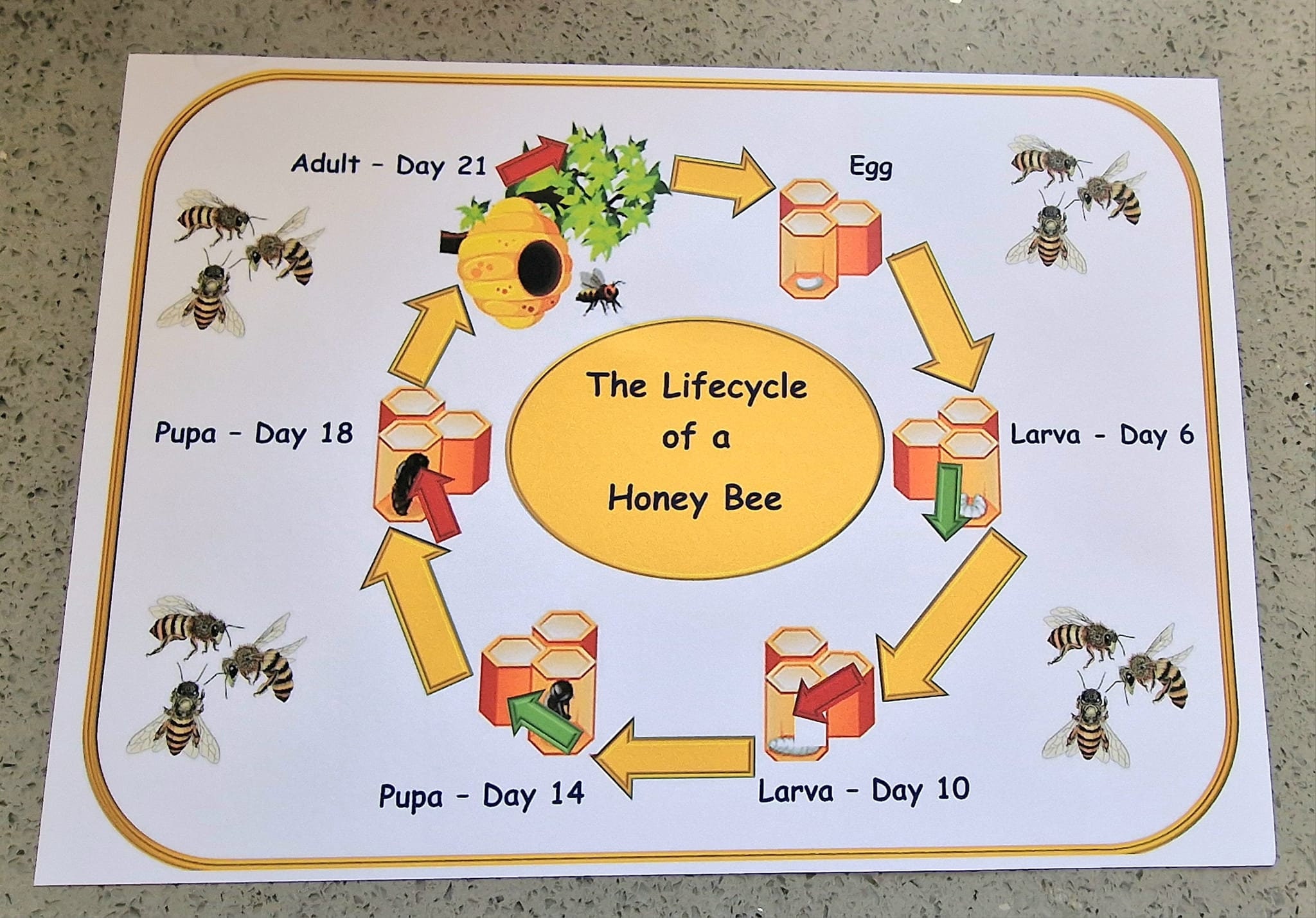 Outdoor Weatherproof Sign - Honey Bee Lifecycle - Eyfs- School-nursery ...