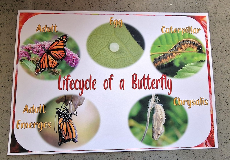 Outdoor Weatherproof Sign - Butterfly Lifecycle - Eyfs- School-nursery ...