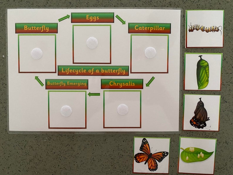 The Lifecycle of a Butterfly- Ordering and Sequencing- Great Addition ...