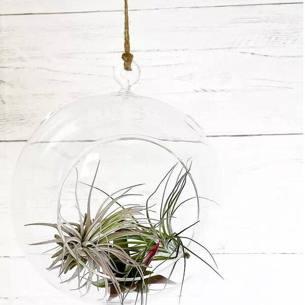 Hanging Terrarium - Etsy