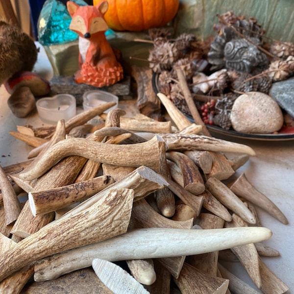 Deer Antlers - Etsy