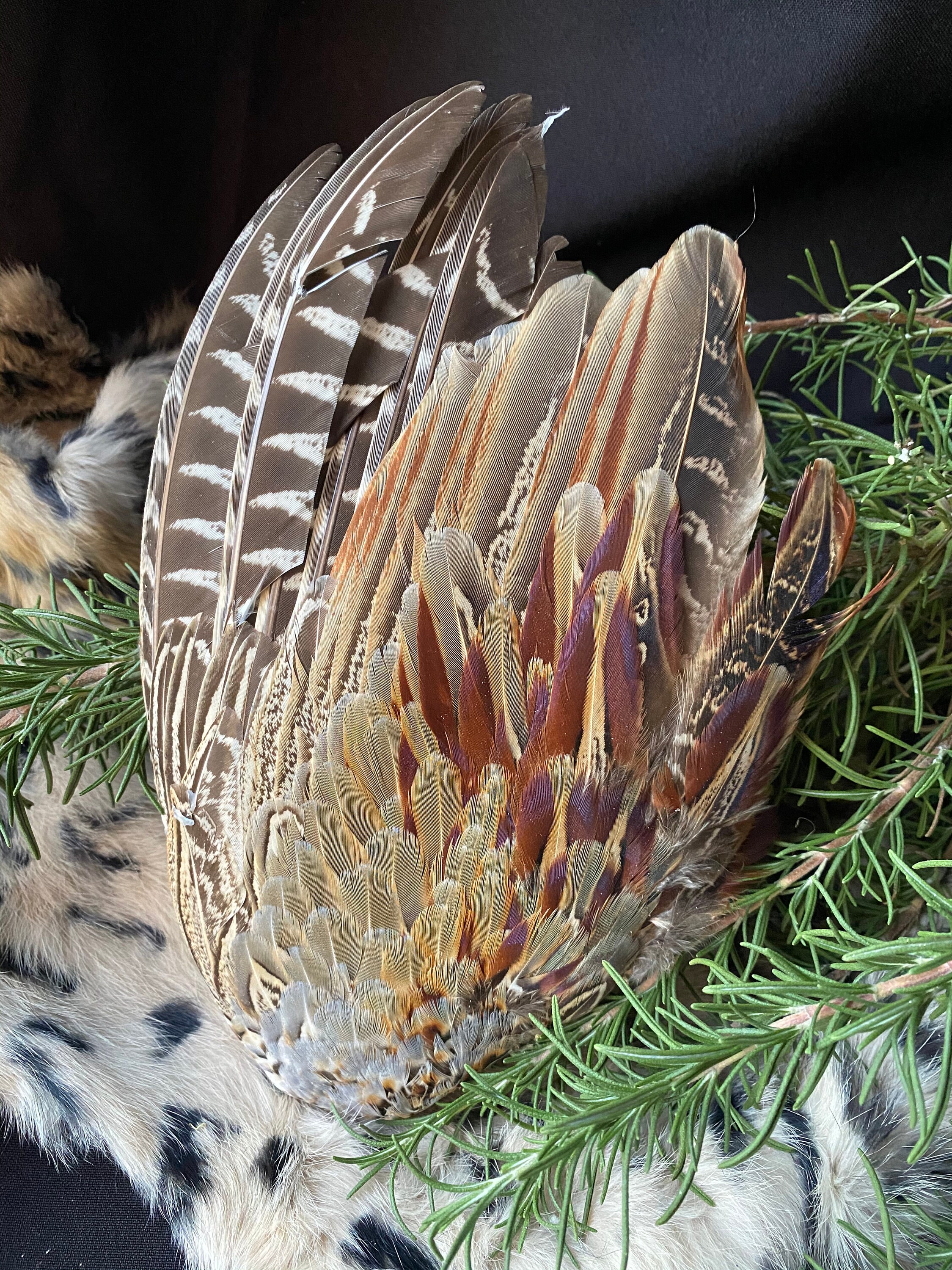 English Pheasant Wing | Etsy