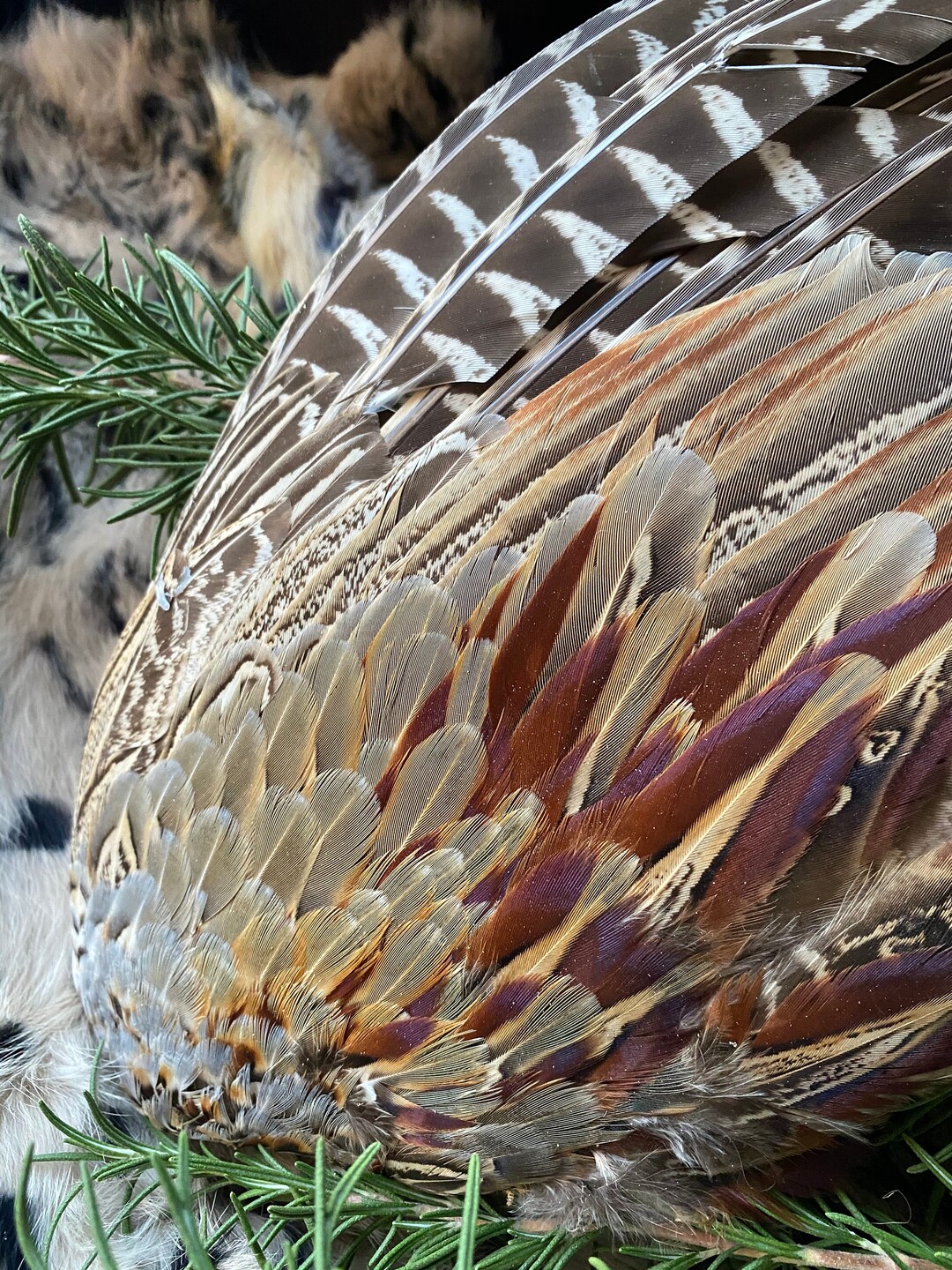 English Pheasant Wing - Etsy