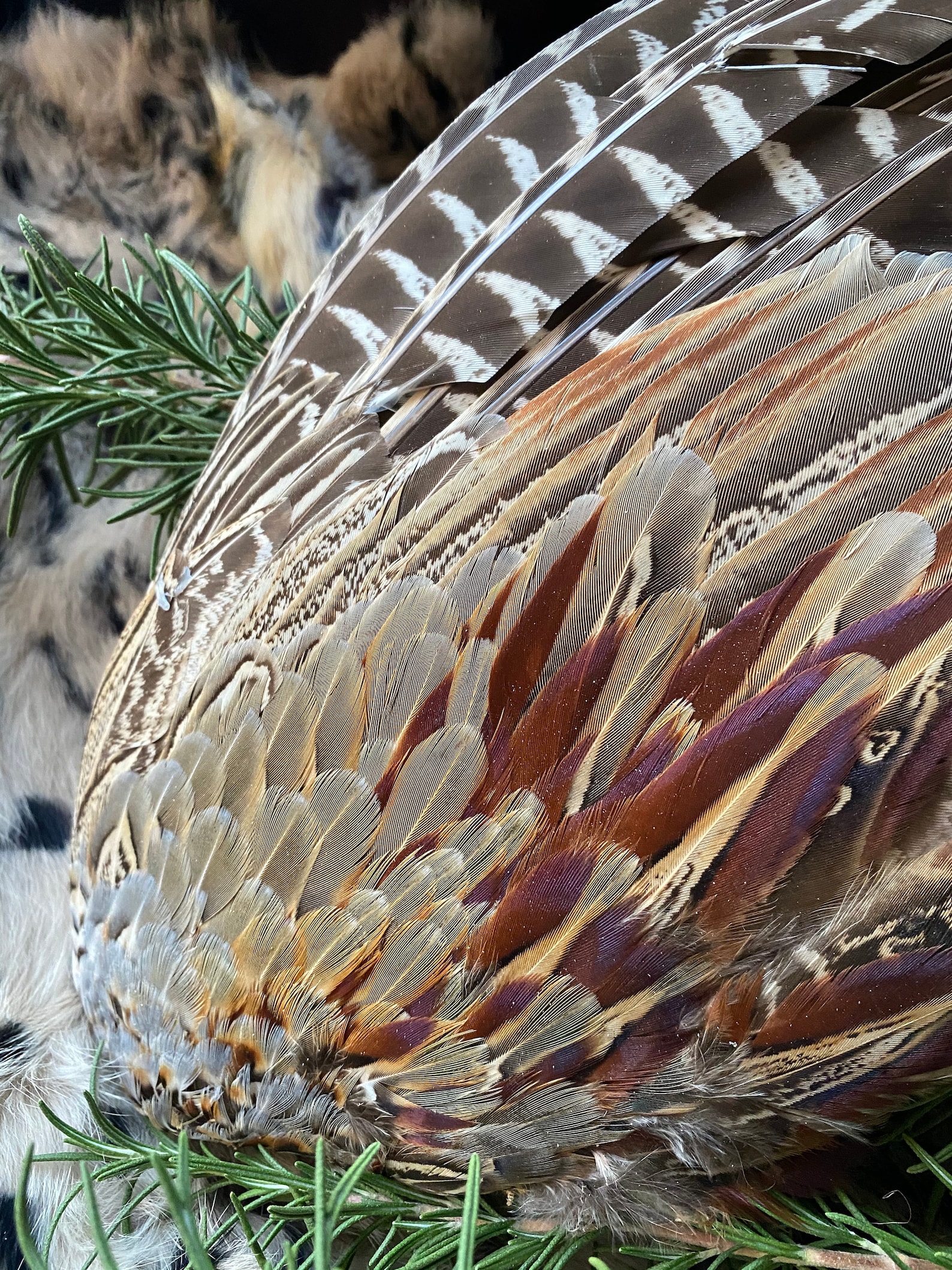 English Pheasant Wing - Etsy