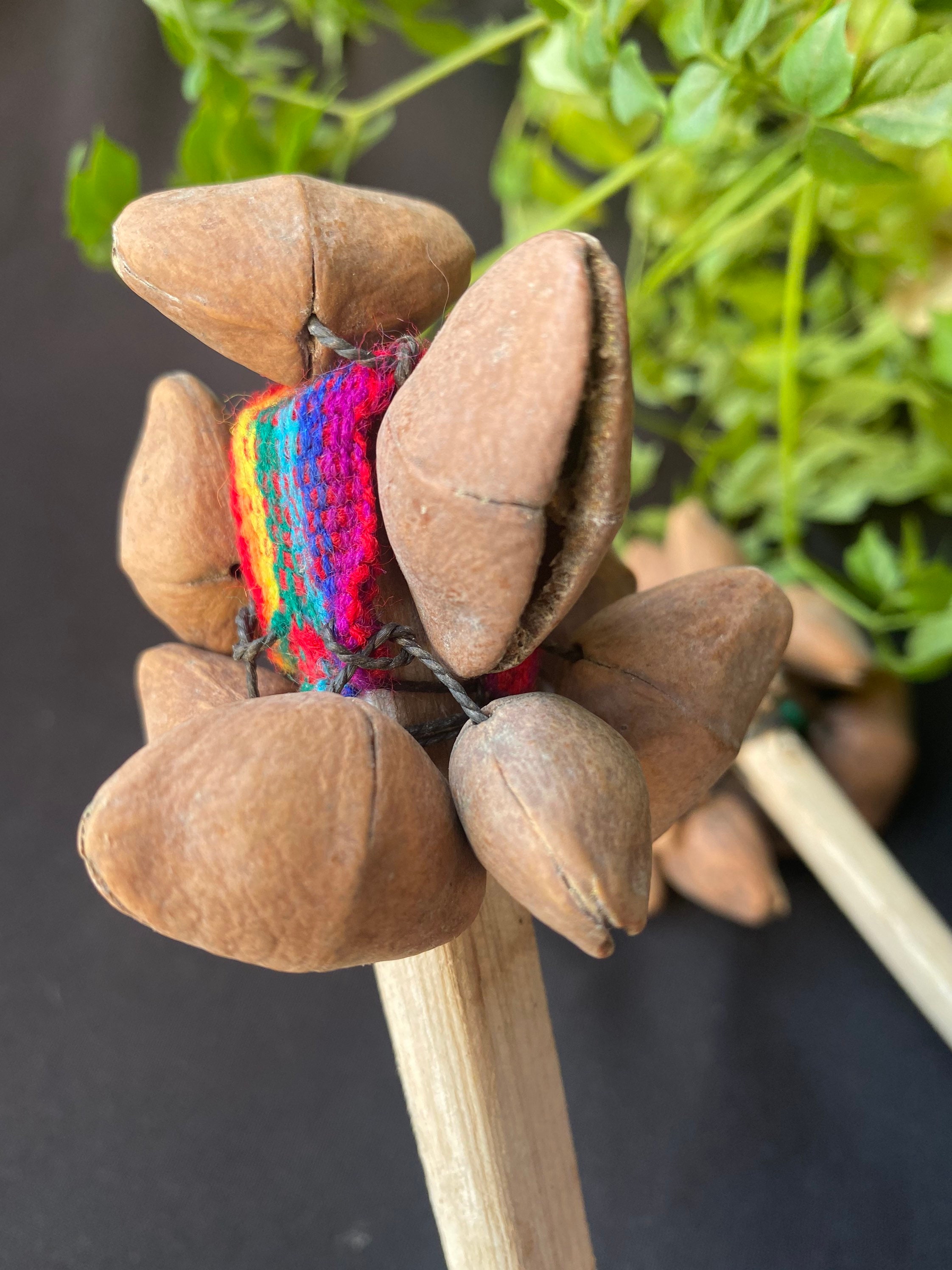 Peruvian Cacho seed rattle/ seed rattle/Peruvian seed | Etsy