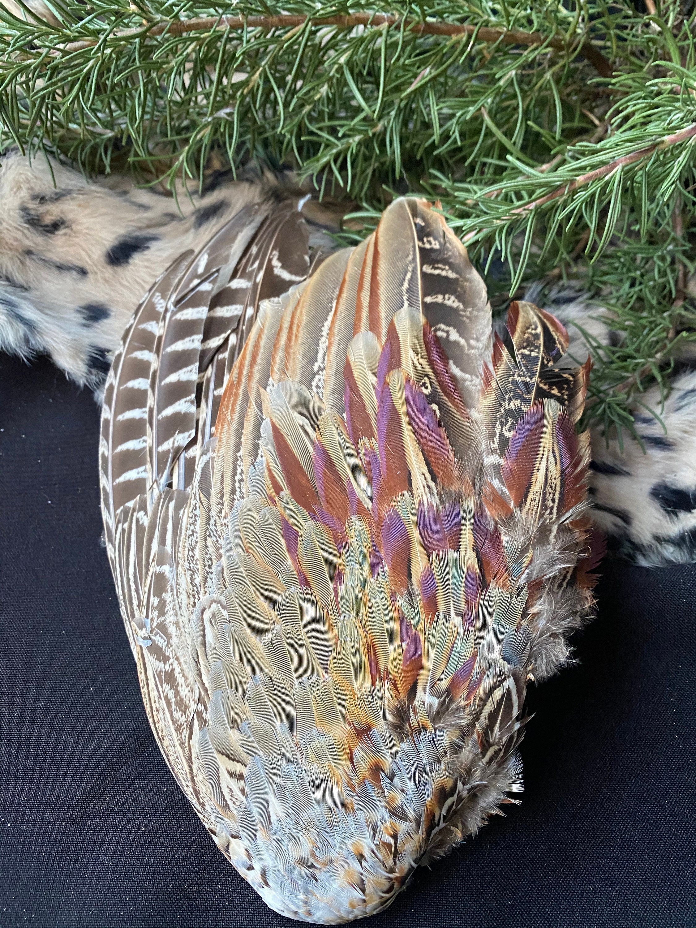 English Pheasant Wing | Etsy