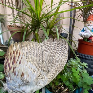 English Pheasant Wing/prayer Fan/ Ceremony/sacred/ Bird Tribe - Etsy