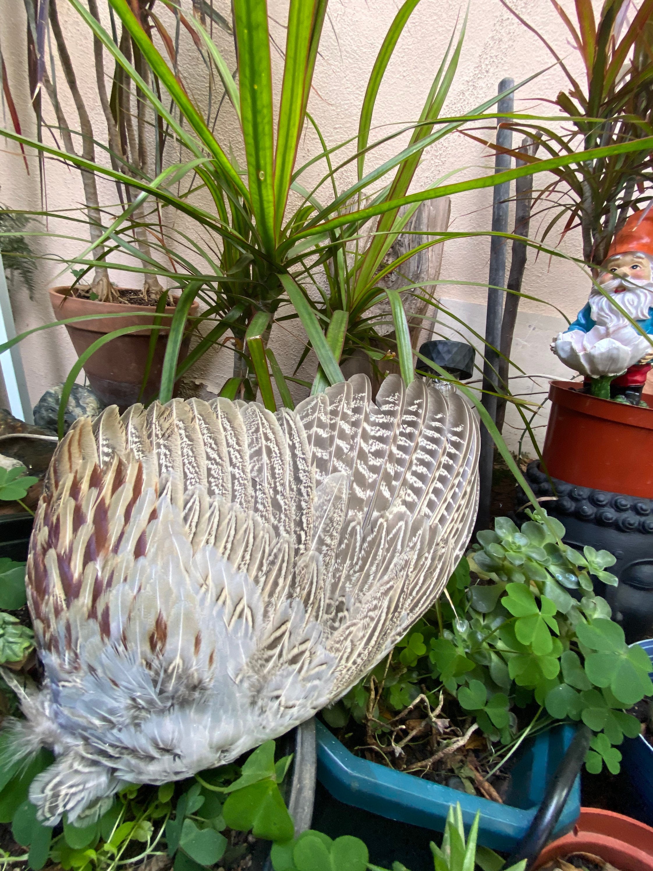 English Pheasant Wing/prayer Fan/ Ceremony/sacred/ Bird Tribe - Etsy