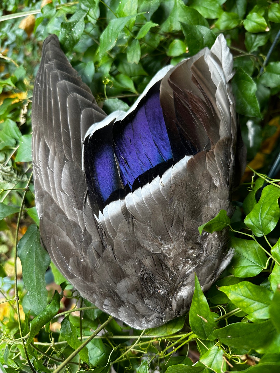 Wild Duck Wing/ Prayer Fan/ Malard Duck Wing / Smudge Fan/ - Etsy