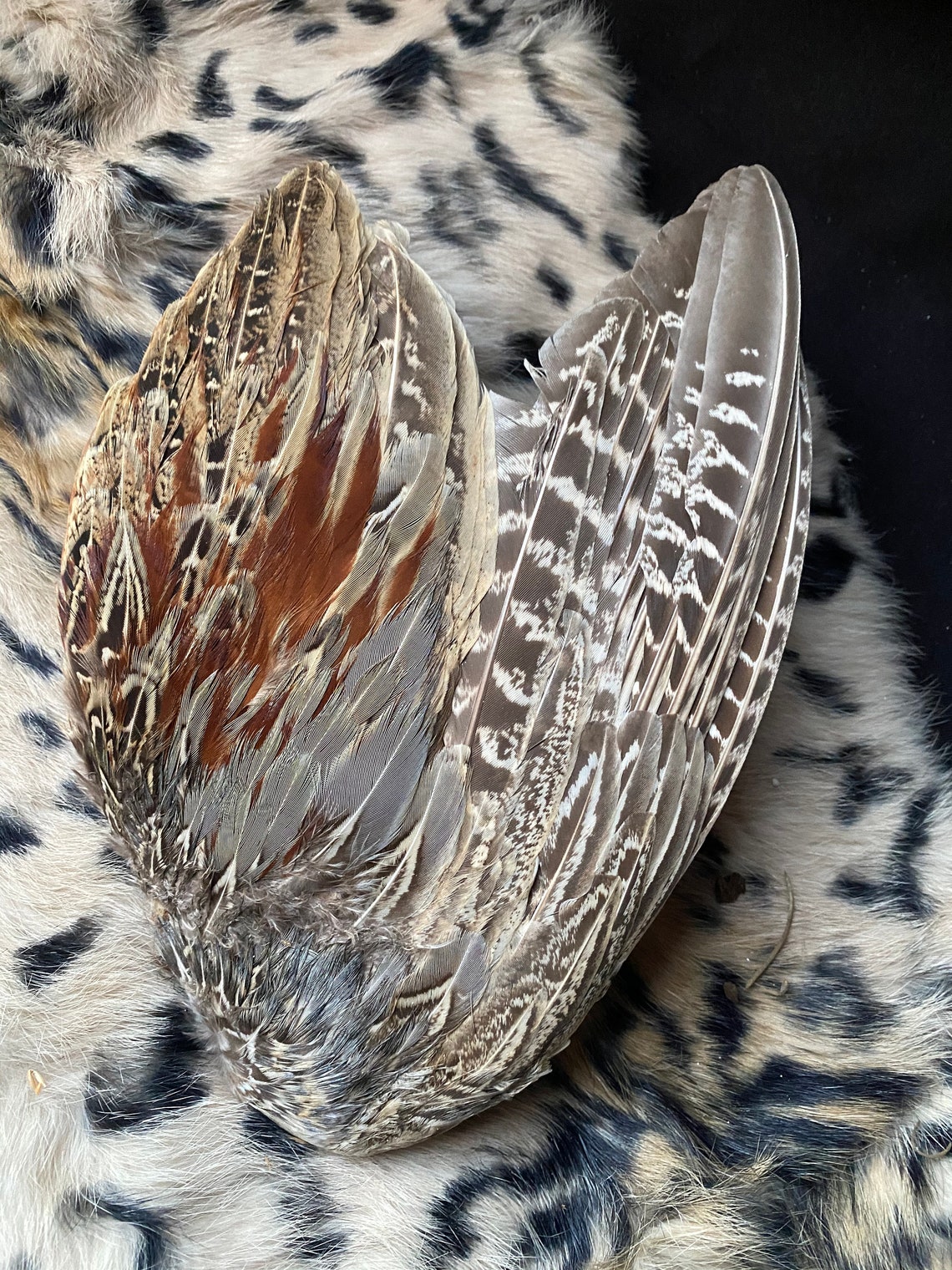 English Pheasant Wing/prayer Fan/ Ceremony/sacred/ Bird Tribe - Etsy